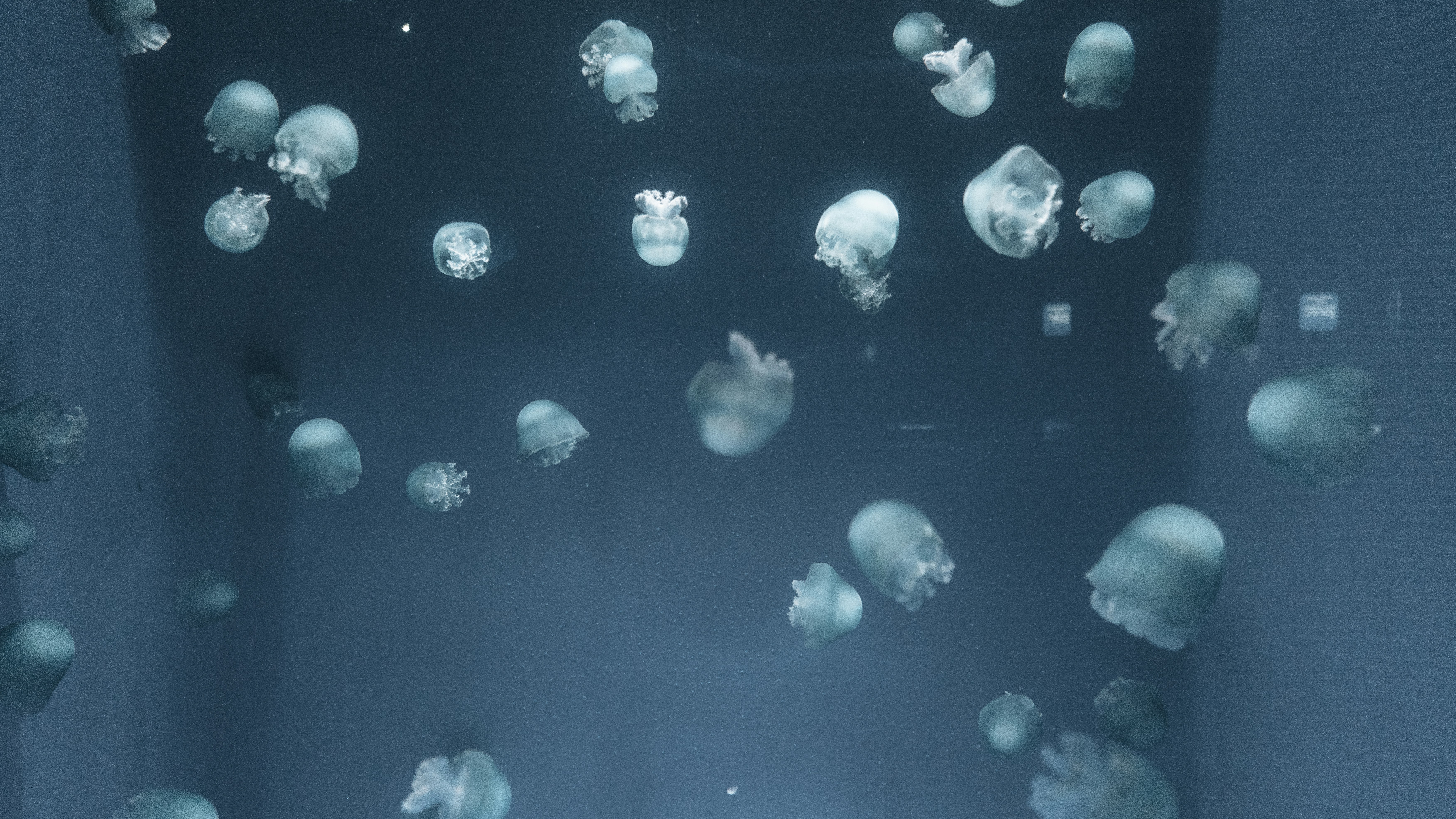A mesmerizing underwater scene showcasing a variety of jellyfish gracefully floating in a dark aquarium. The translucent creatures create an enchanting visual effect.