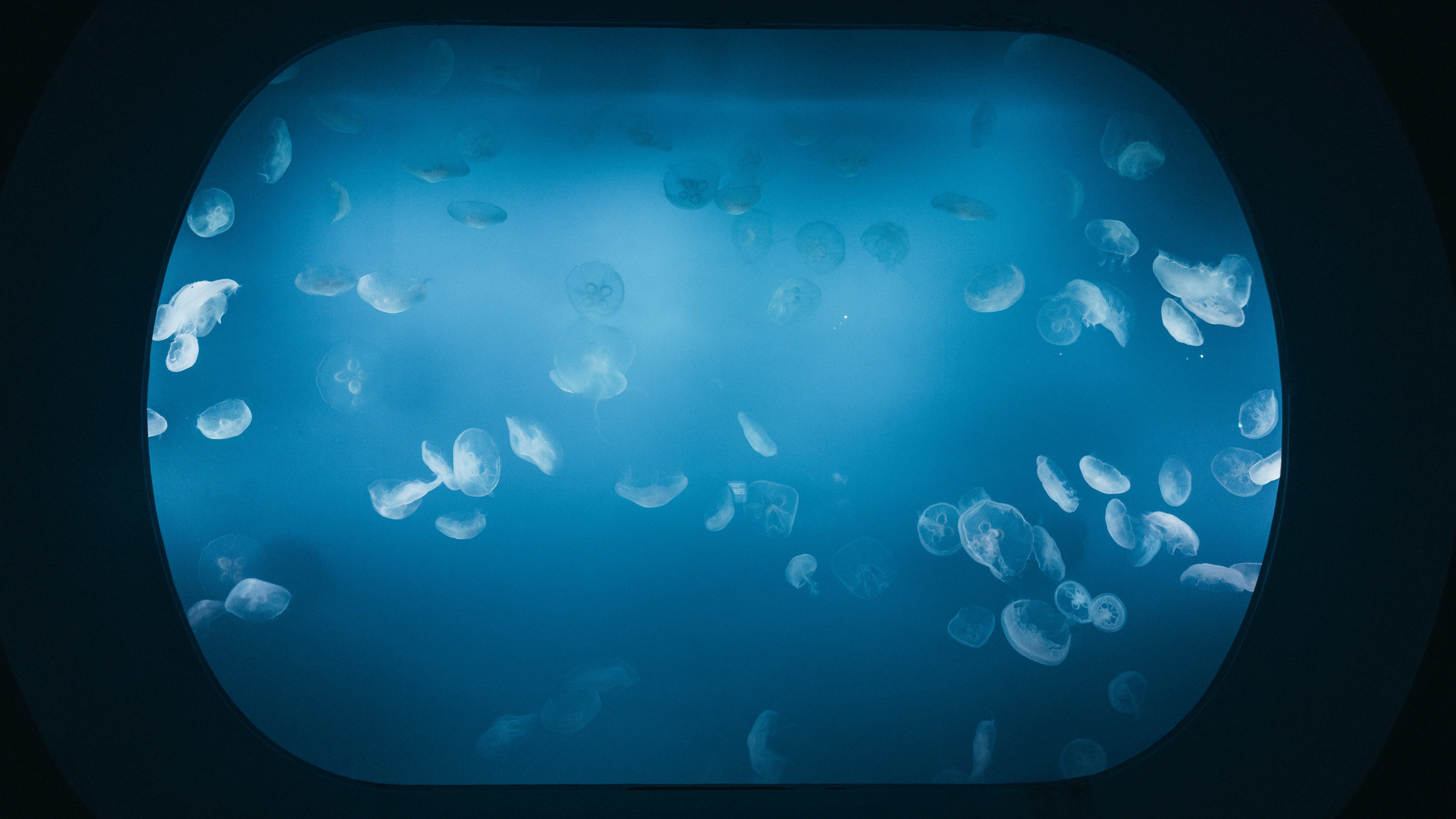 Translucent jellyfish gracefully drifting in an illuminated blue tank, creating a serene underwater ambiance.