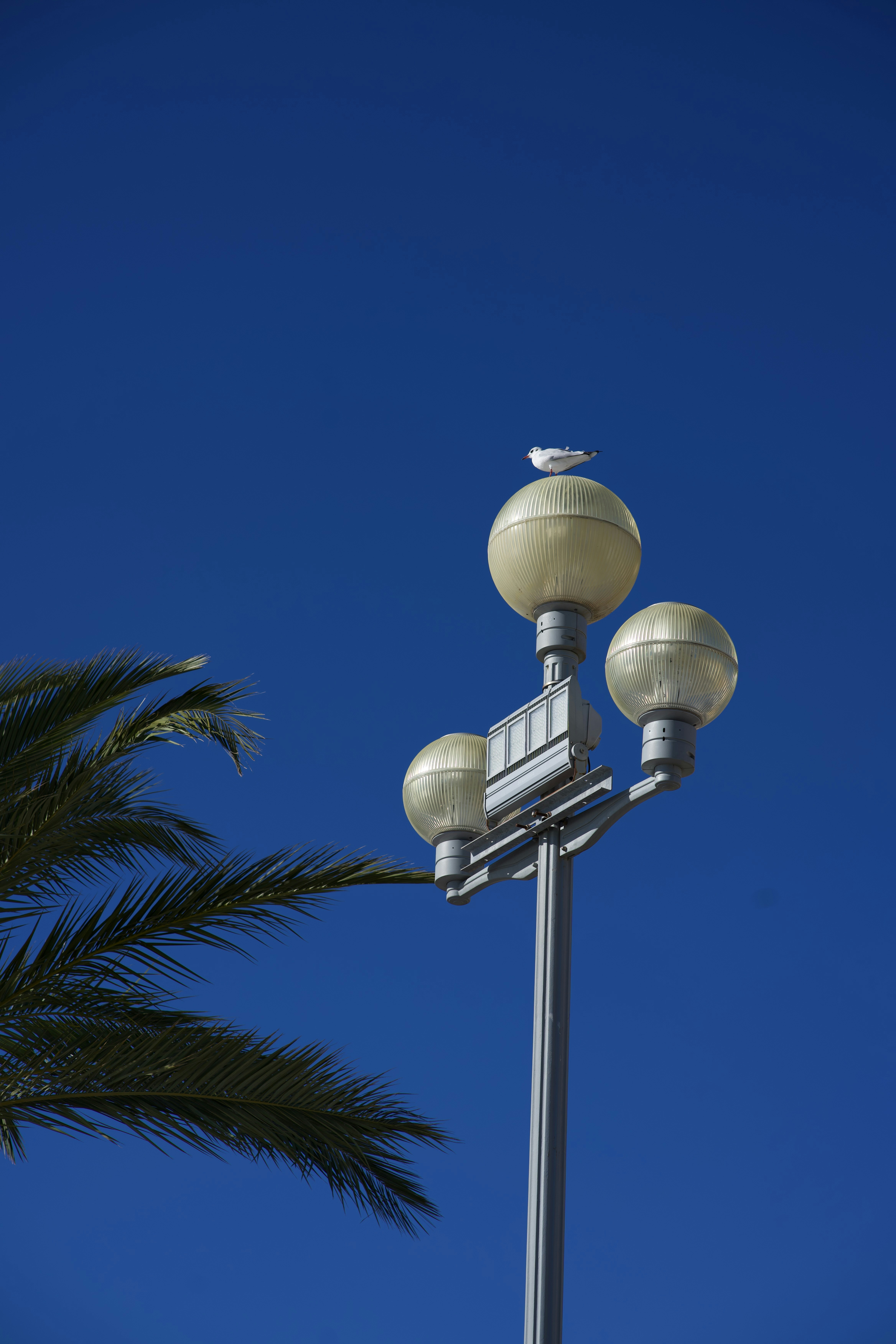 Urban Serenity: A Streetlight's Solitude