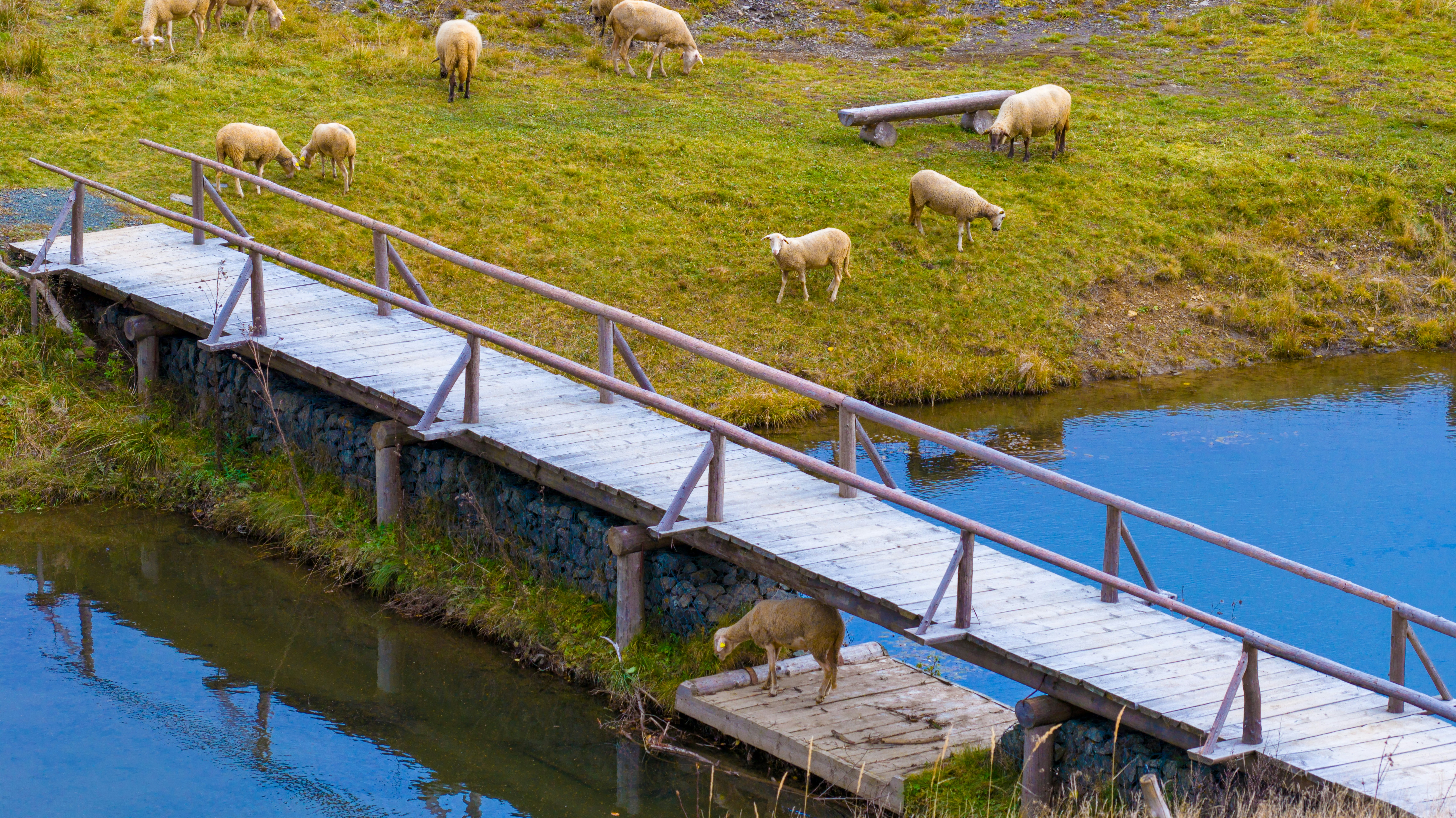 Pastoral Serenity: A Bridge to Tranquility
