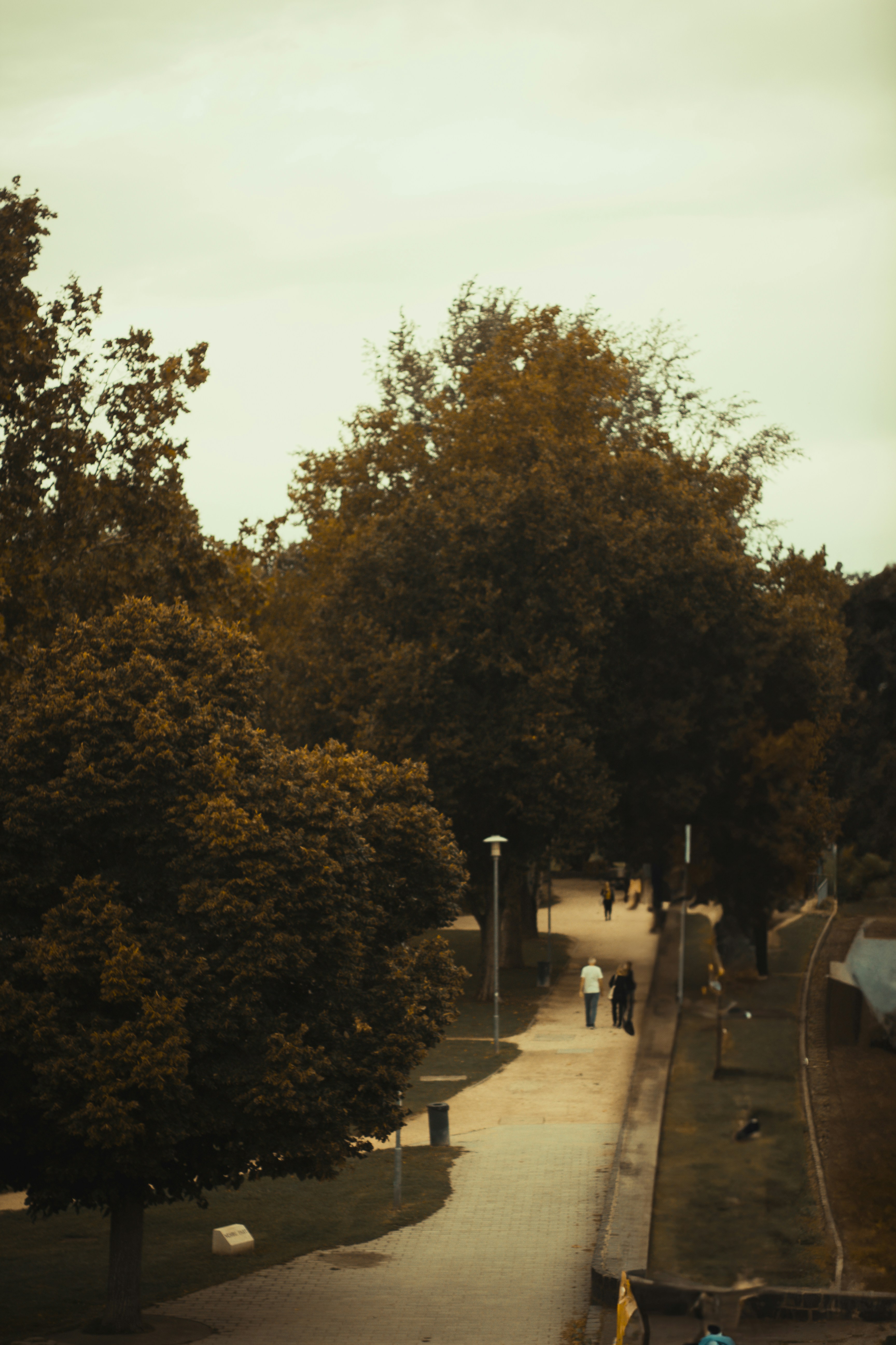 People walking on a park path lined with trees.
