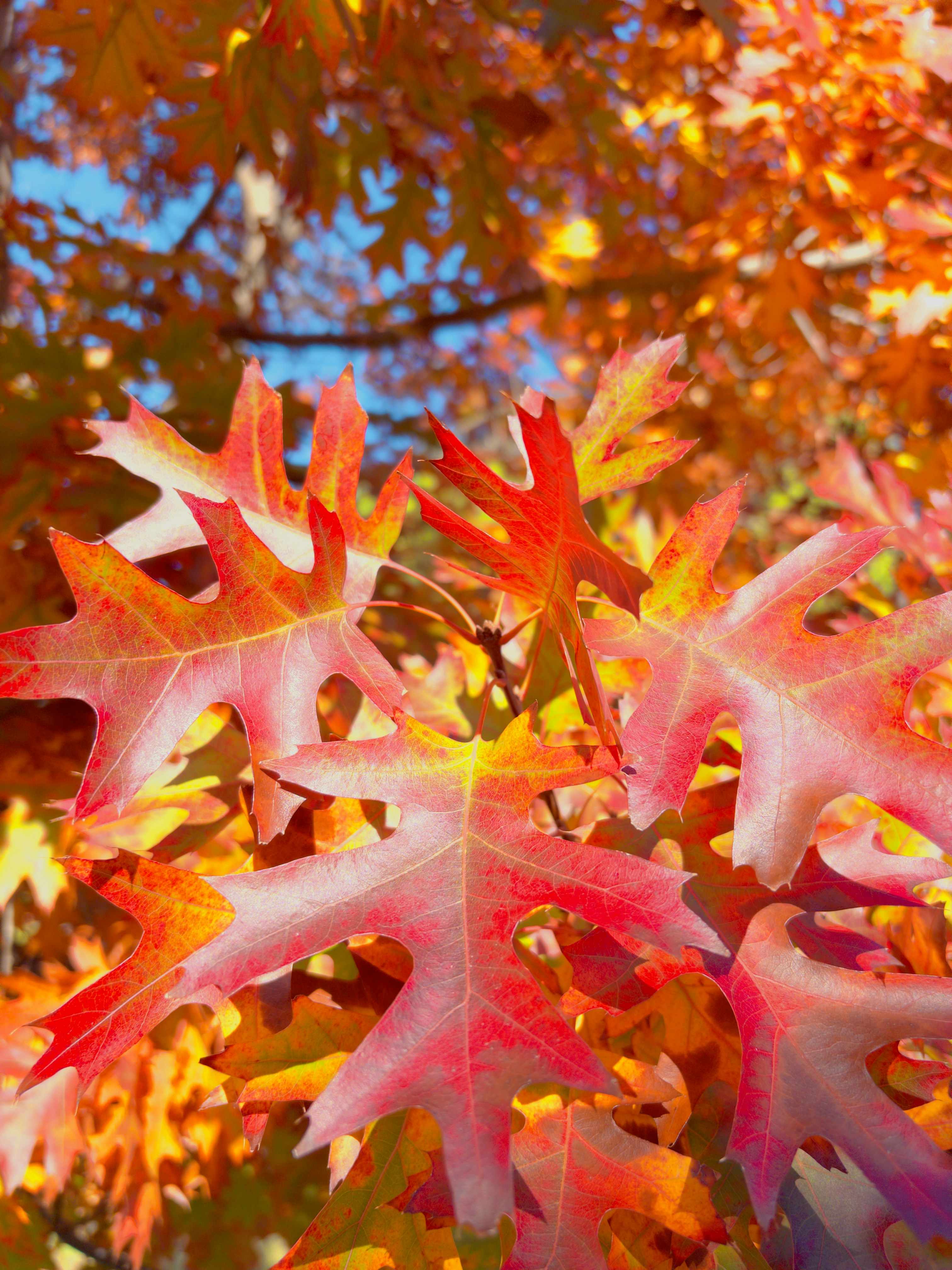 Vibrant red and orange maple leaves illuminated by sunlight, creating a warm autumnal scene against a clear blue sky.