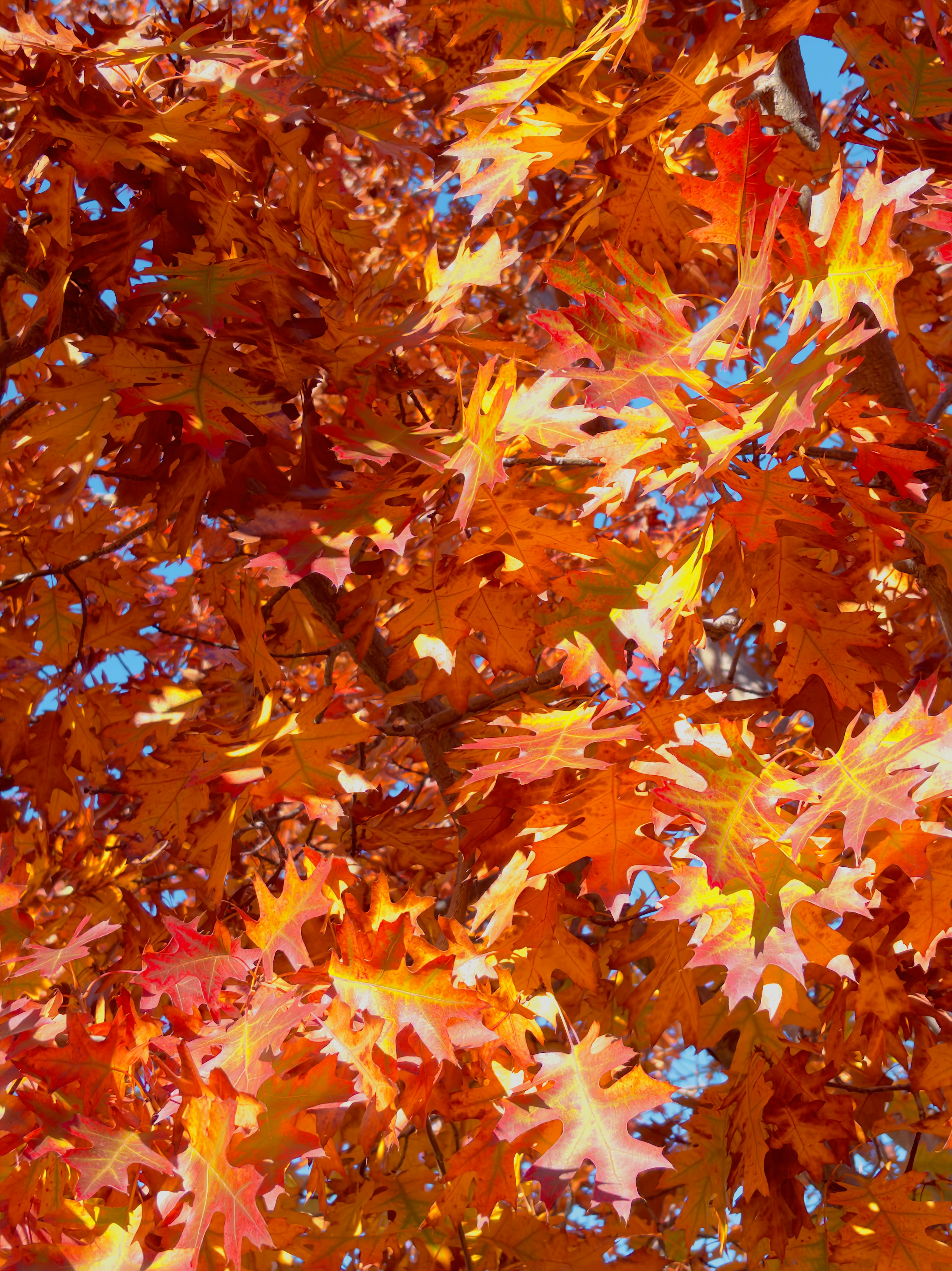 A dense cluster of autumn leaves showcasing a spectrum of warm colors against a clear blue sky.
