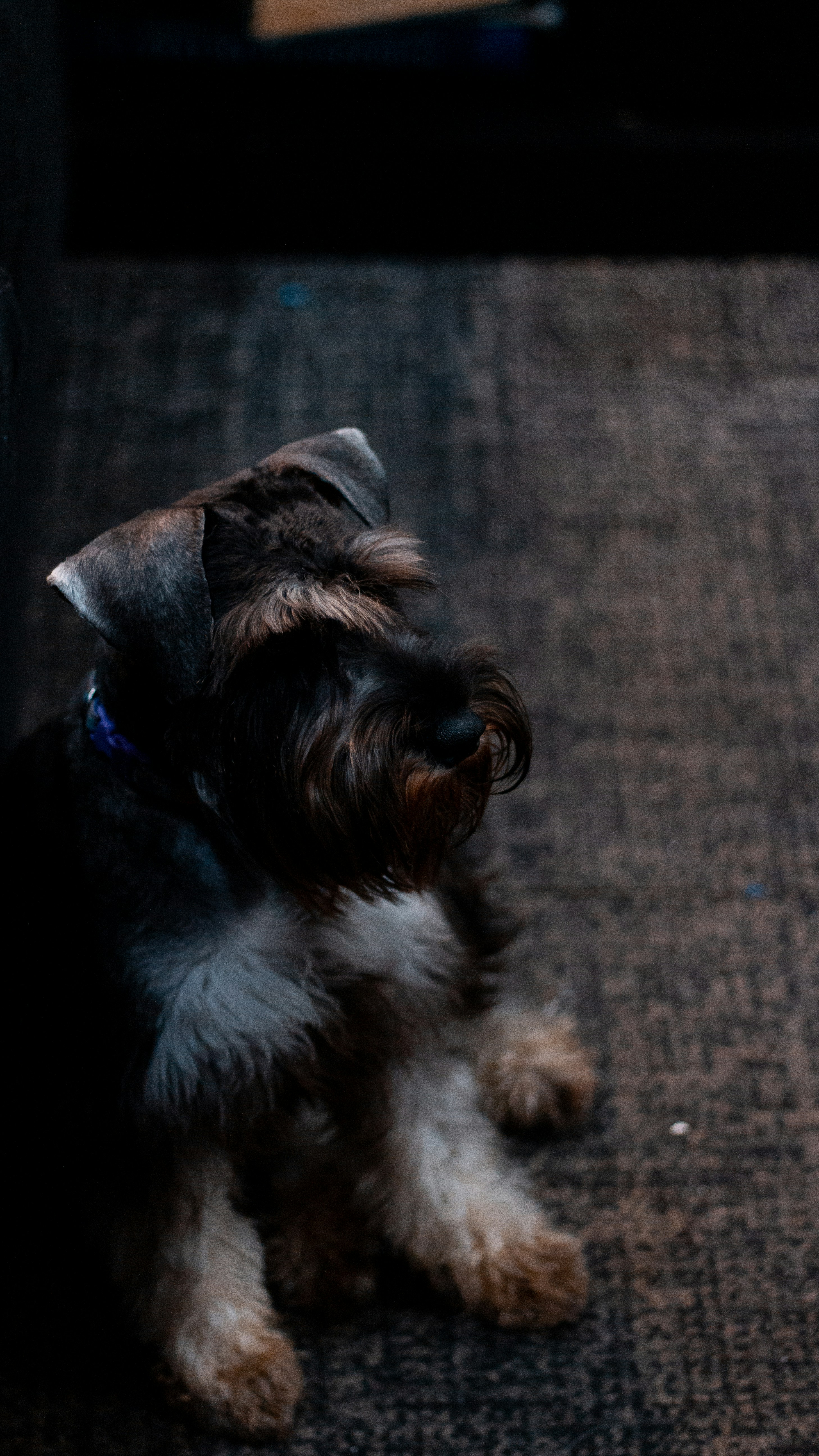 Whiskers in the Shadows