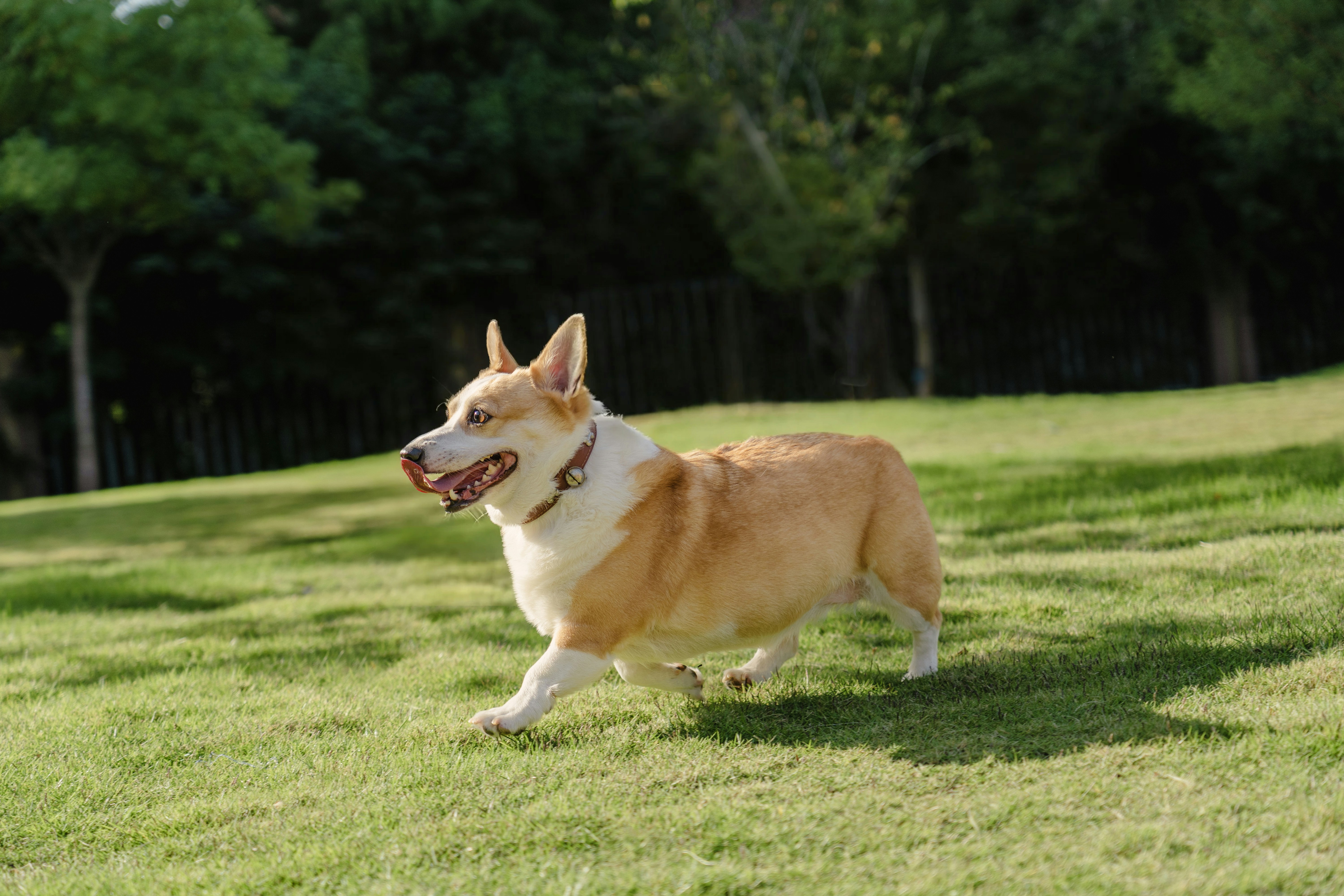 A corgi dog wearing a collar runs on a green grass lawn outdoors in a park, with trees, a fence, and sunlight in the background, tongue out and looking energetic and happy, creating a cute and lively scene in nature.
