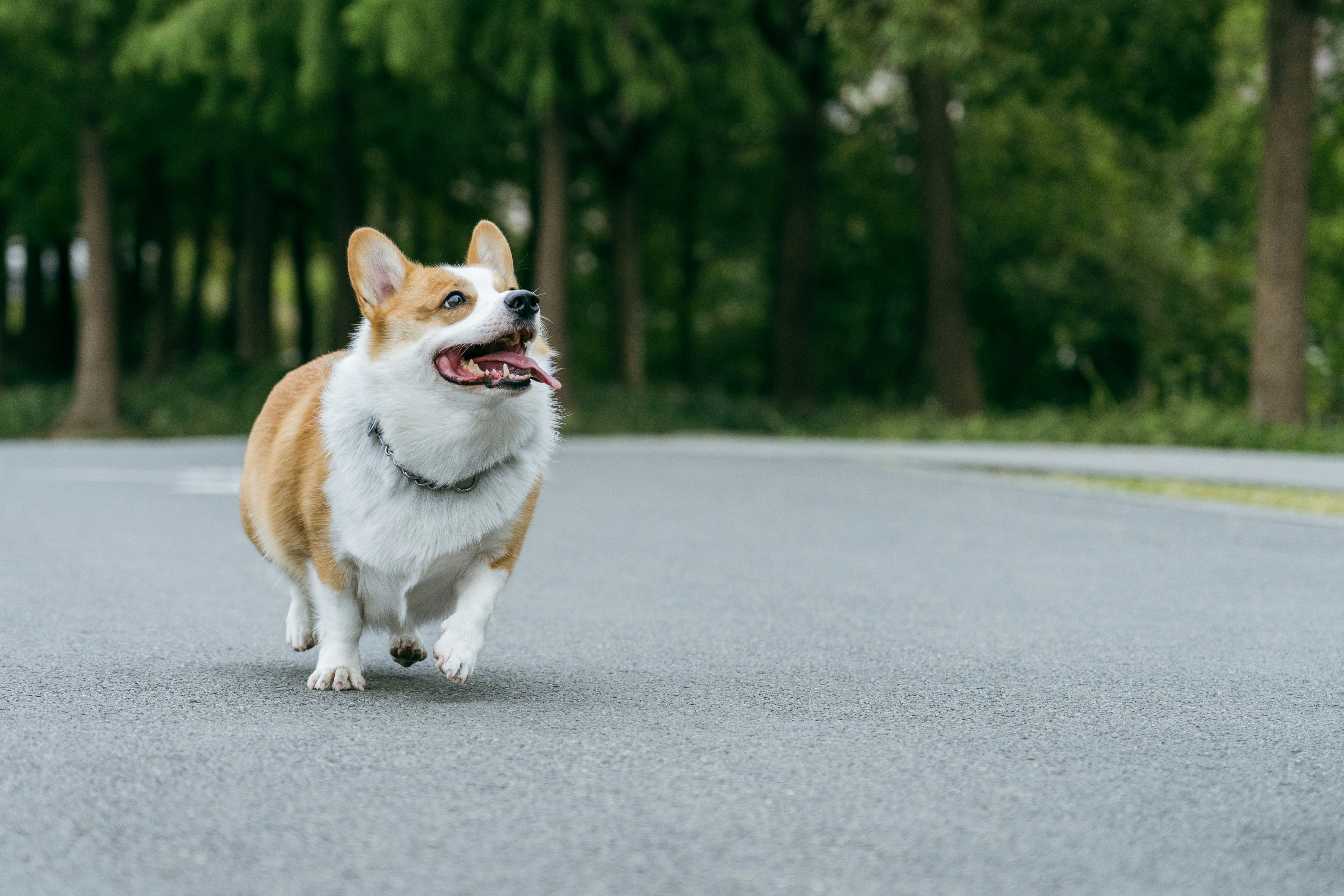 A corgi dog wearing a collar runs on an asphalt path outdoors in a park, with lush green trees in the background, tongue out and looking energetic and happy, presenting a cute and lively scene in nature.
