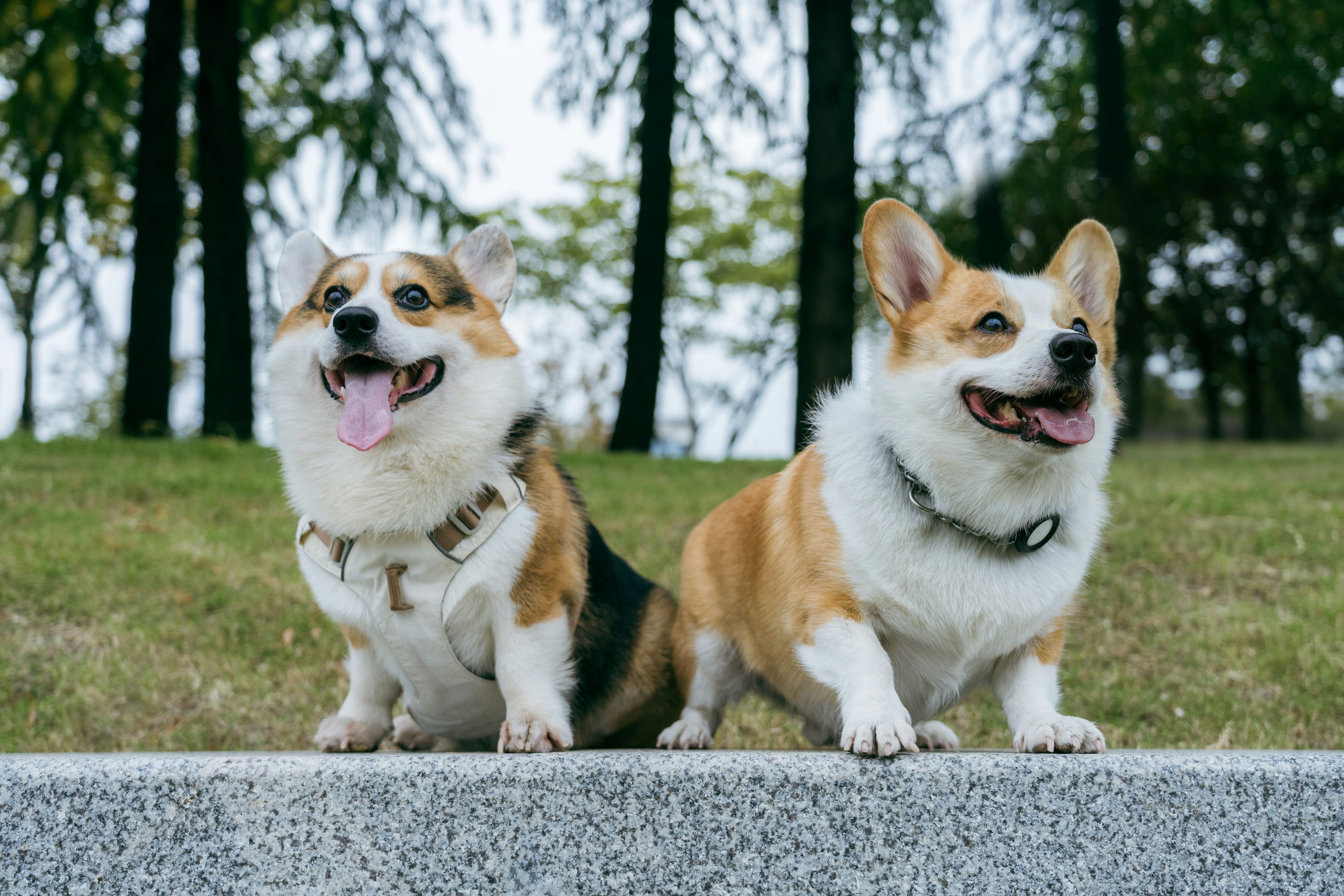 Two cheerful corgis sitting side by side on a stone ledge, surrounded by greenery. Their playful expressions capture a moment of joy.