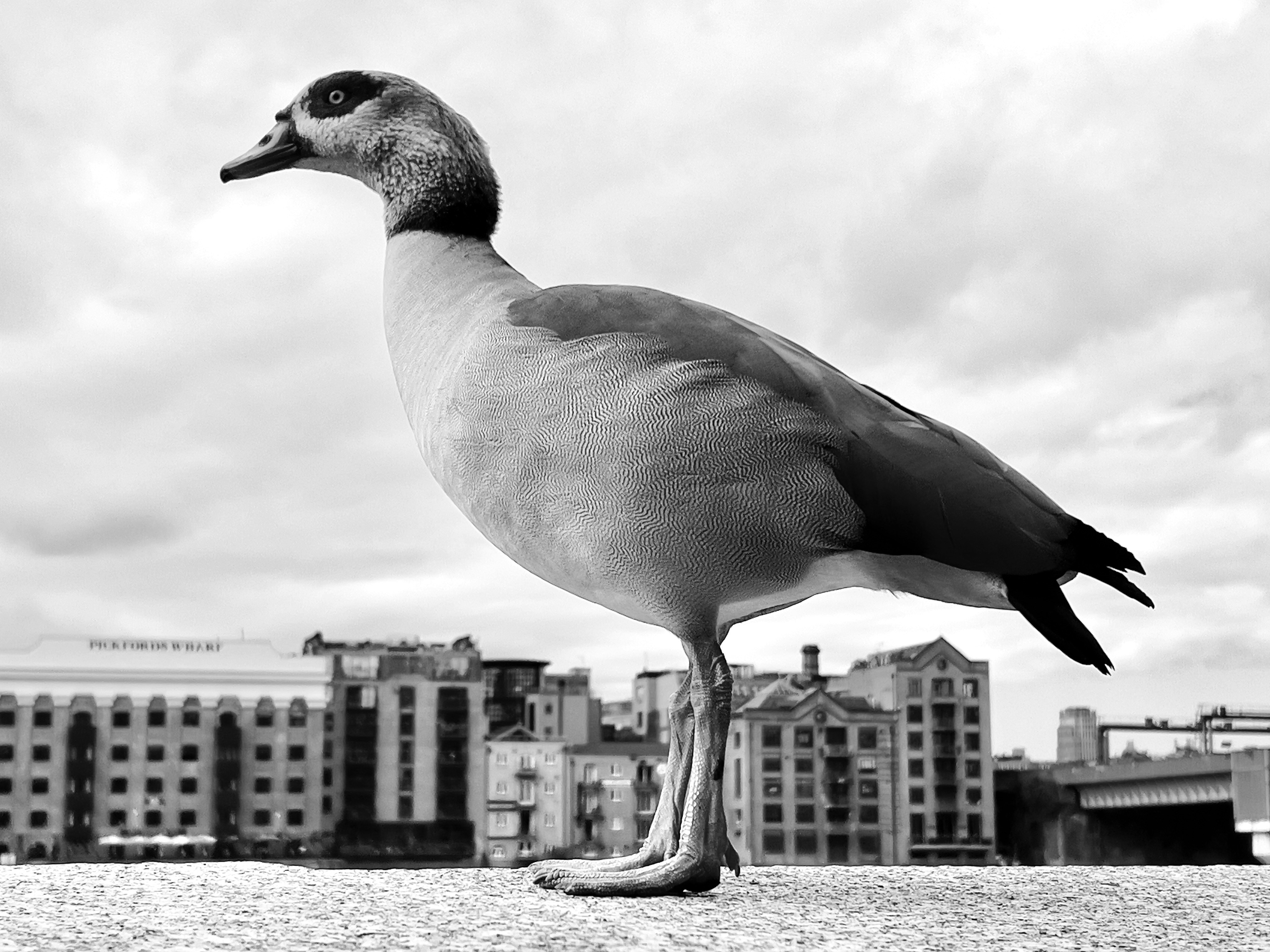 Black and white photo of Egyptian goose looking like it is towering over buildings. | A goose stands on a wall with buildings behind.