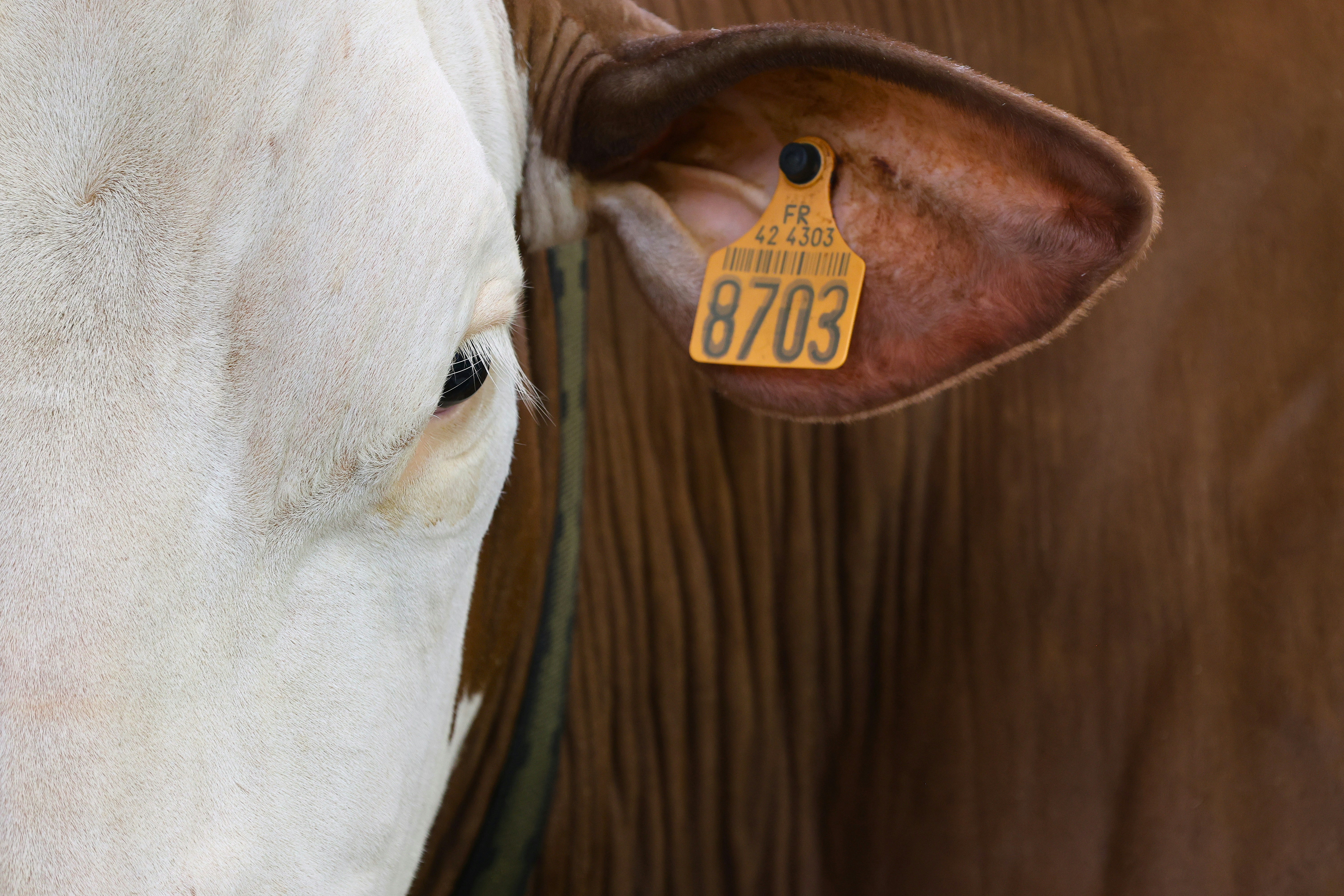 The Silent Observer: A Close-Up of Farm Life