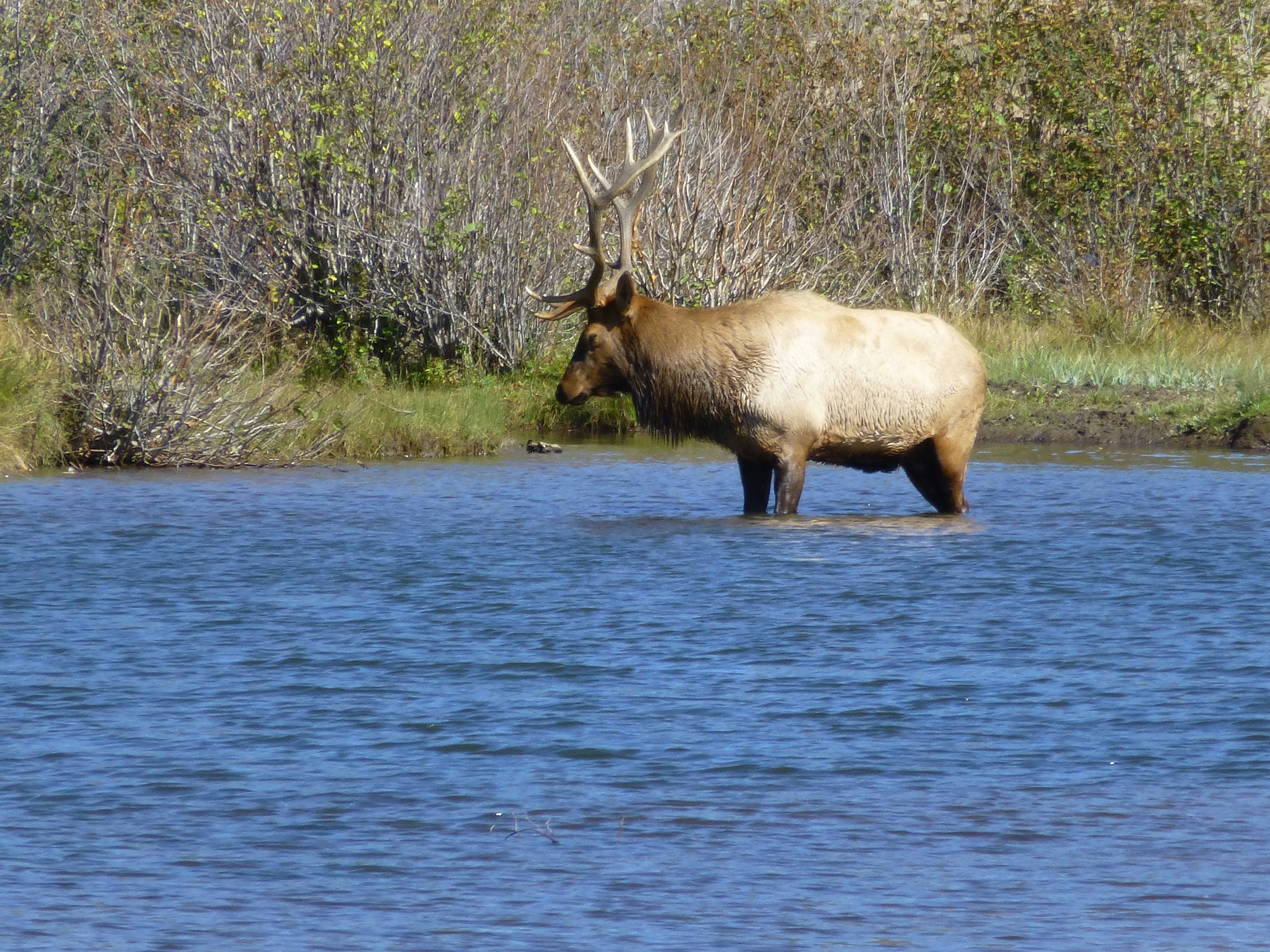 Elk wading through serene water surrounded by lush vegetation, showcasing the harmony of wildlife and nature.