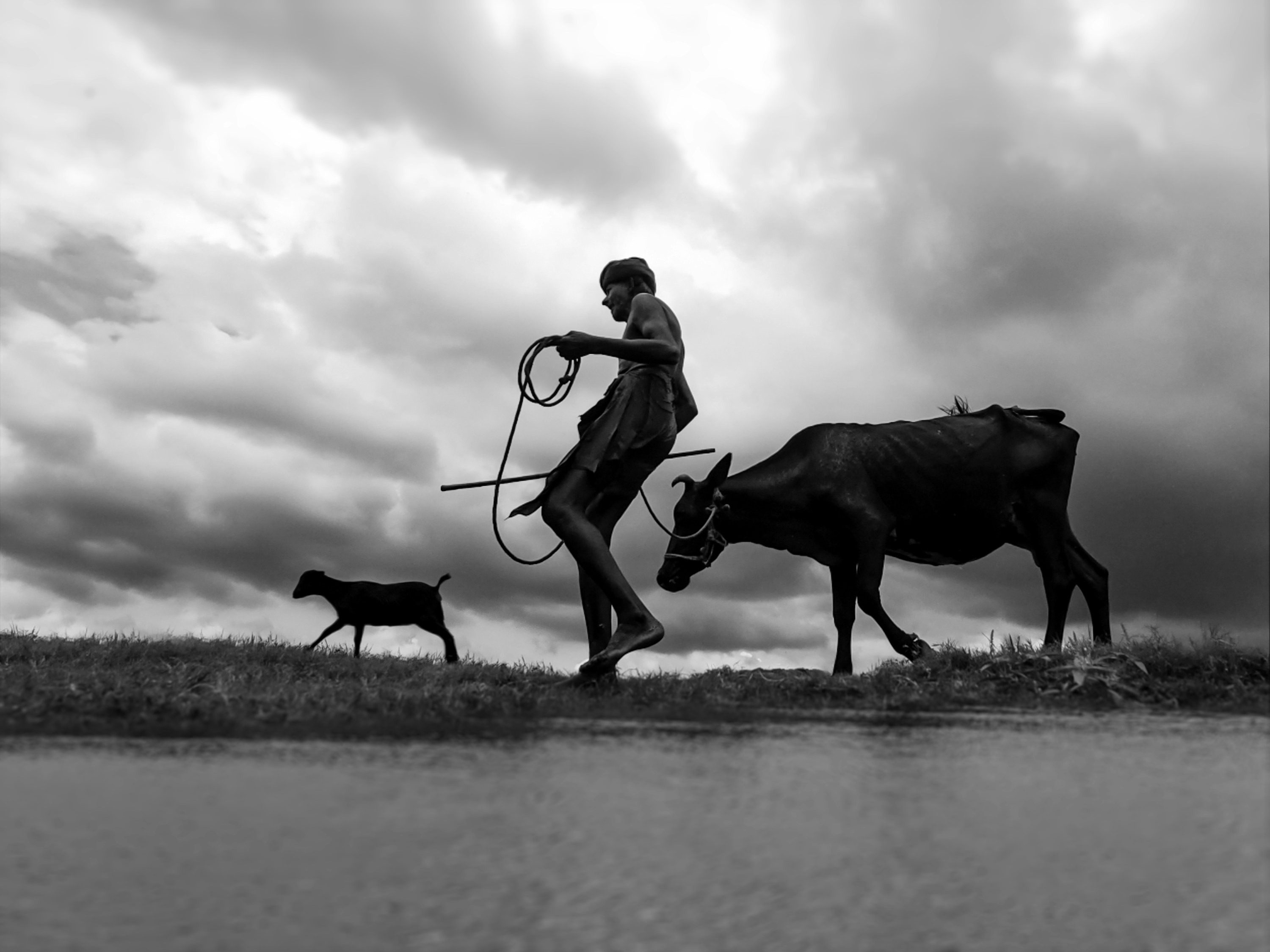 An old man returning home with his cows before the rain in rural Bangladesh under dark cloudy skies