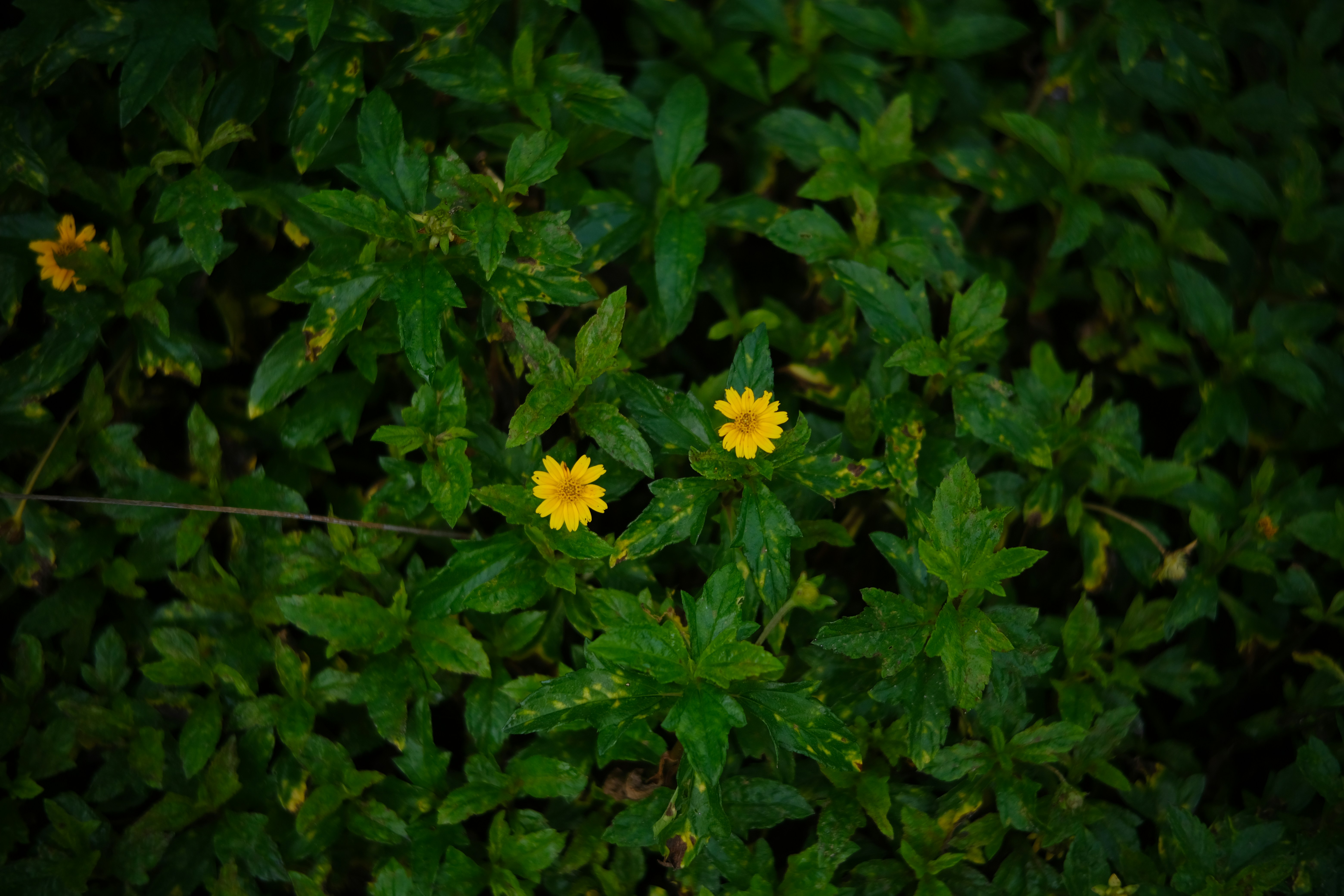 Golden Blooms Amidst Lush Greenery