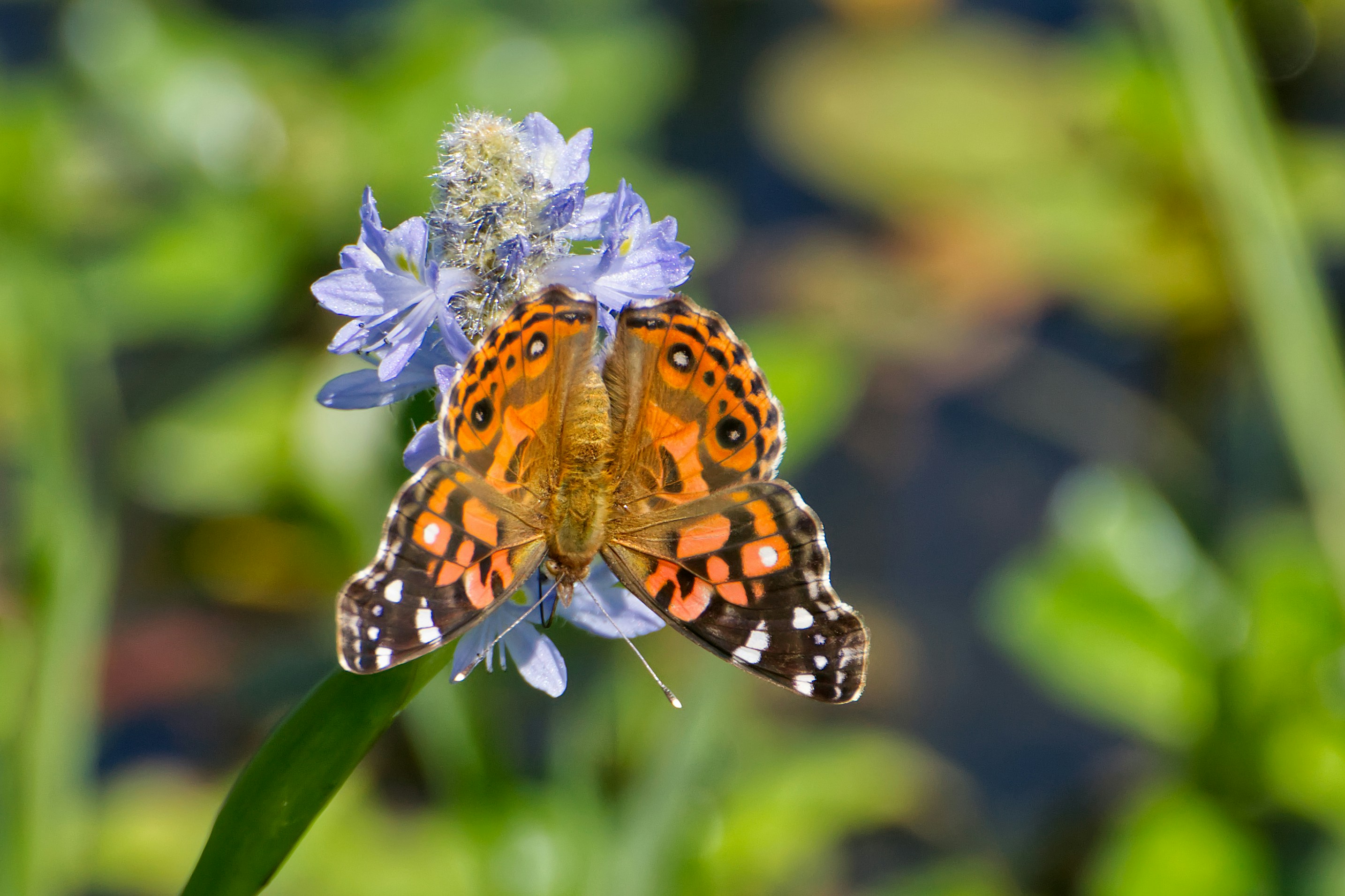 Painted Lady on a cobalt bloom: a sunlit macro moment