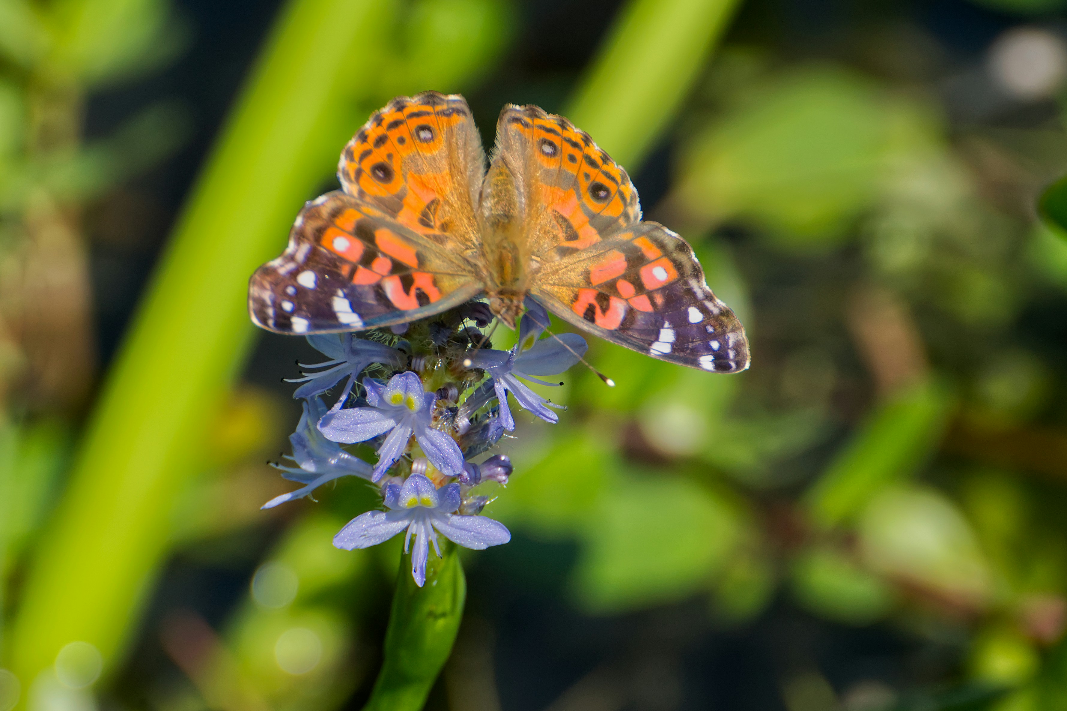 A Dance of Colors: The Butterfly's Embrace