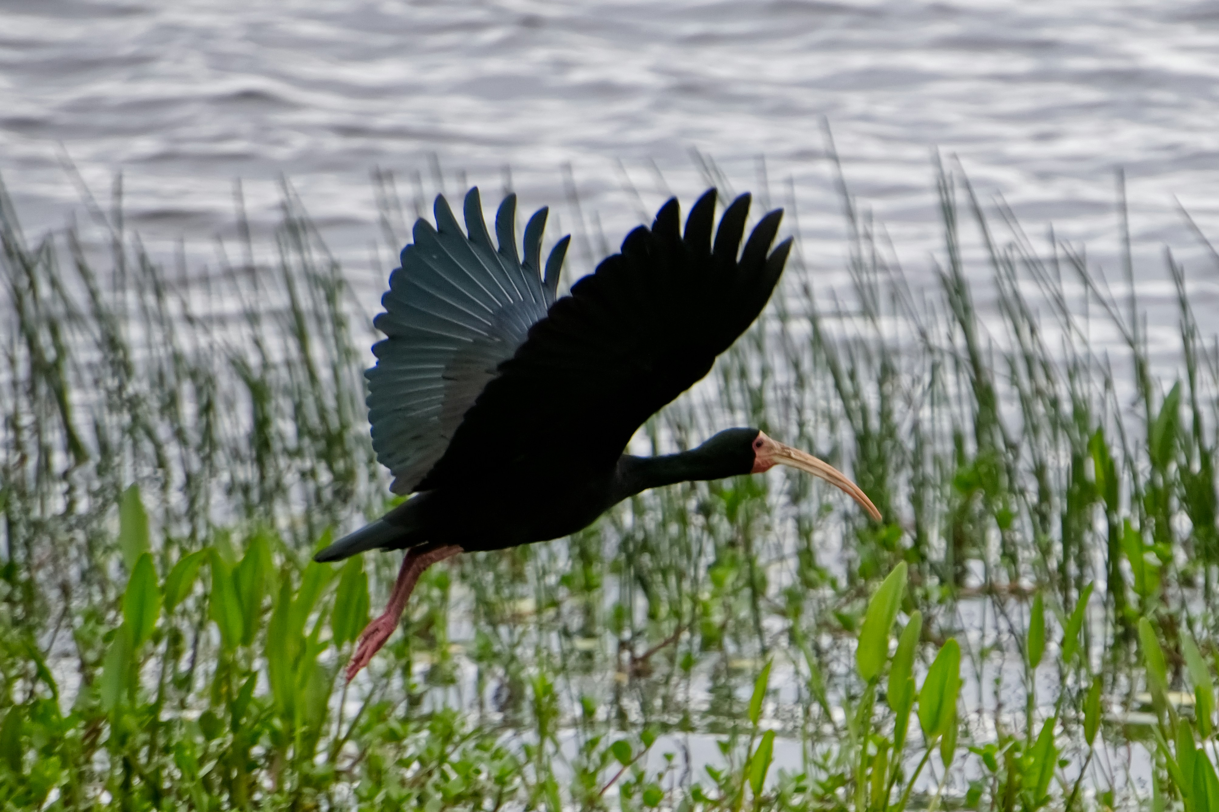 A black ibis flies low over marshy water.
