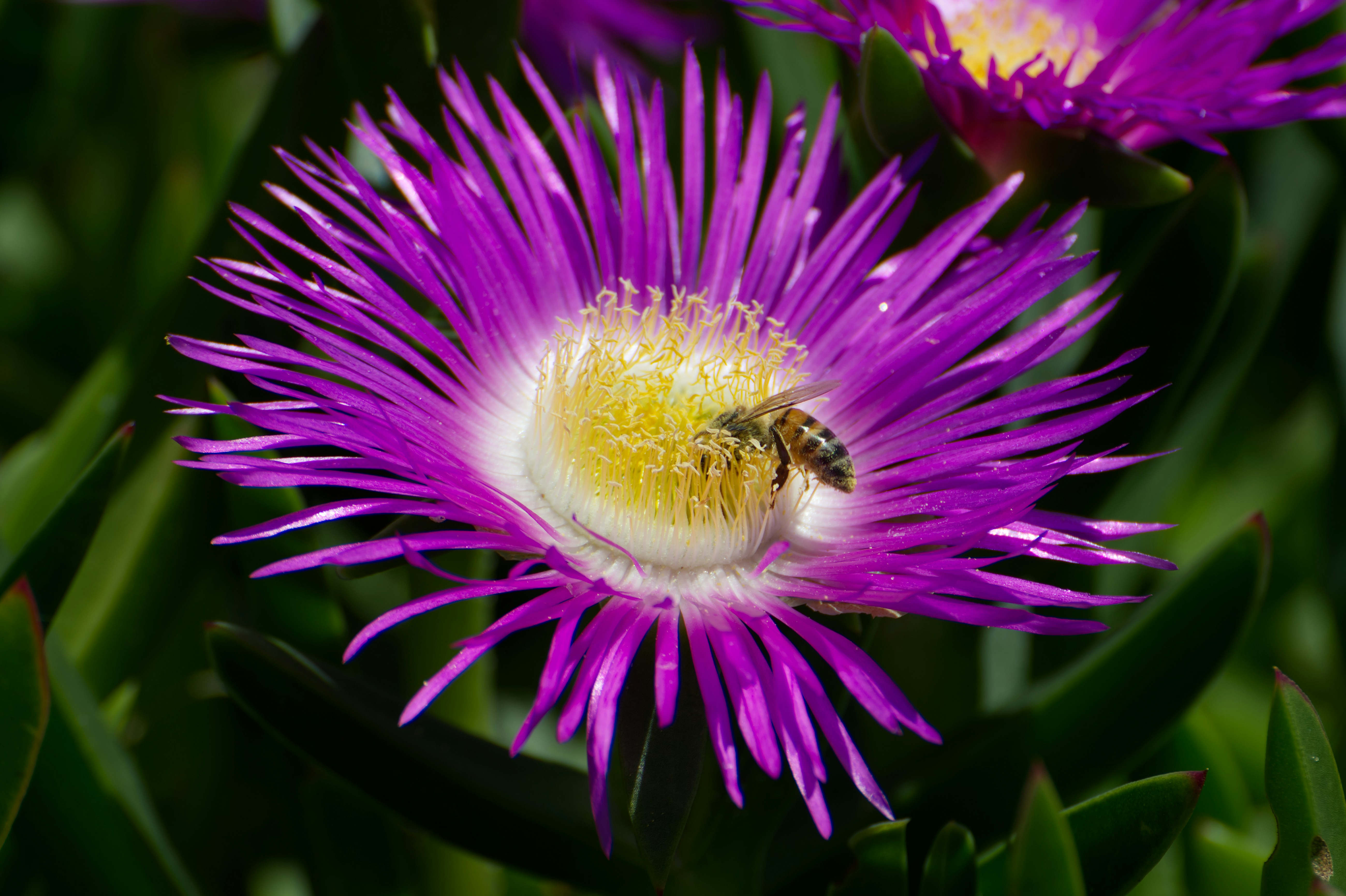 A close-up of a purple flower with a bee collecting nectar, surrounded by lush green foliage.