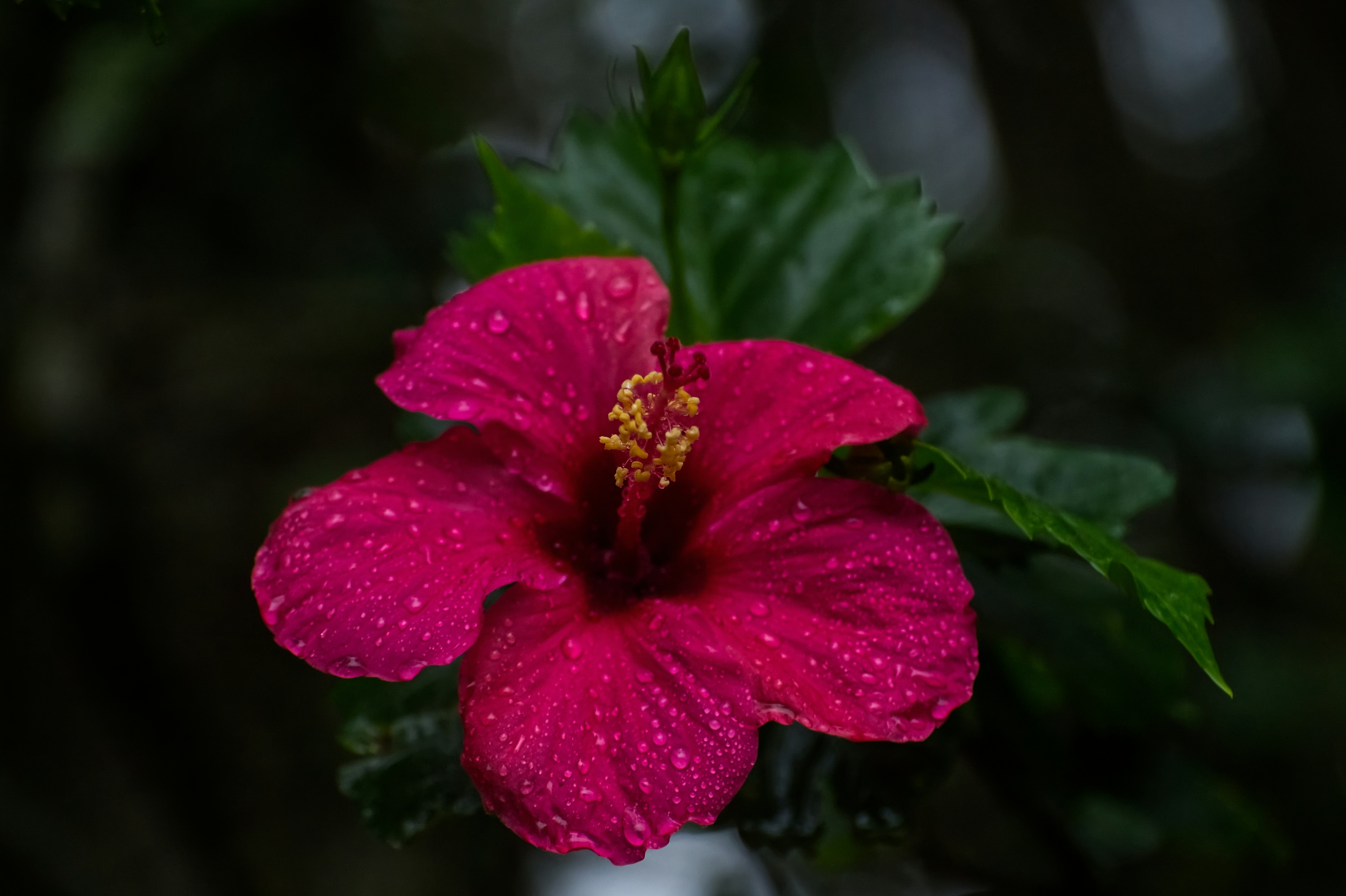 Vibrant Blossom Amidst Nature's Embrace