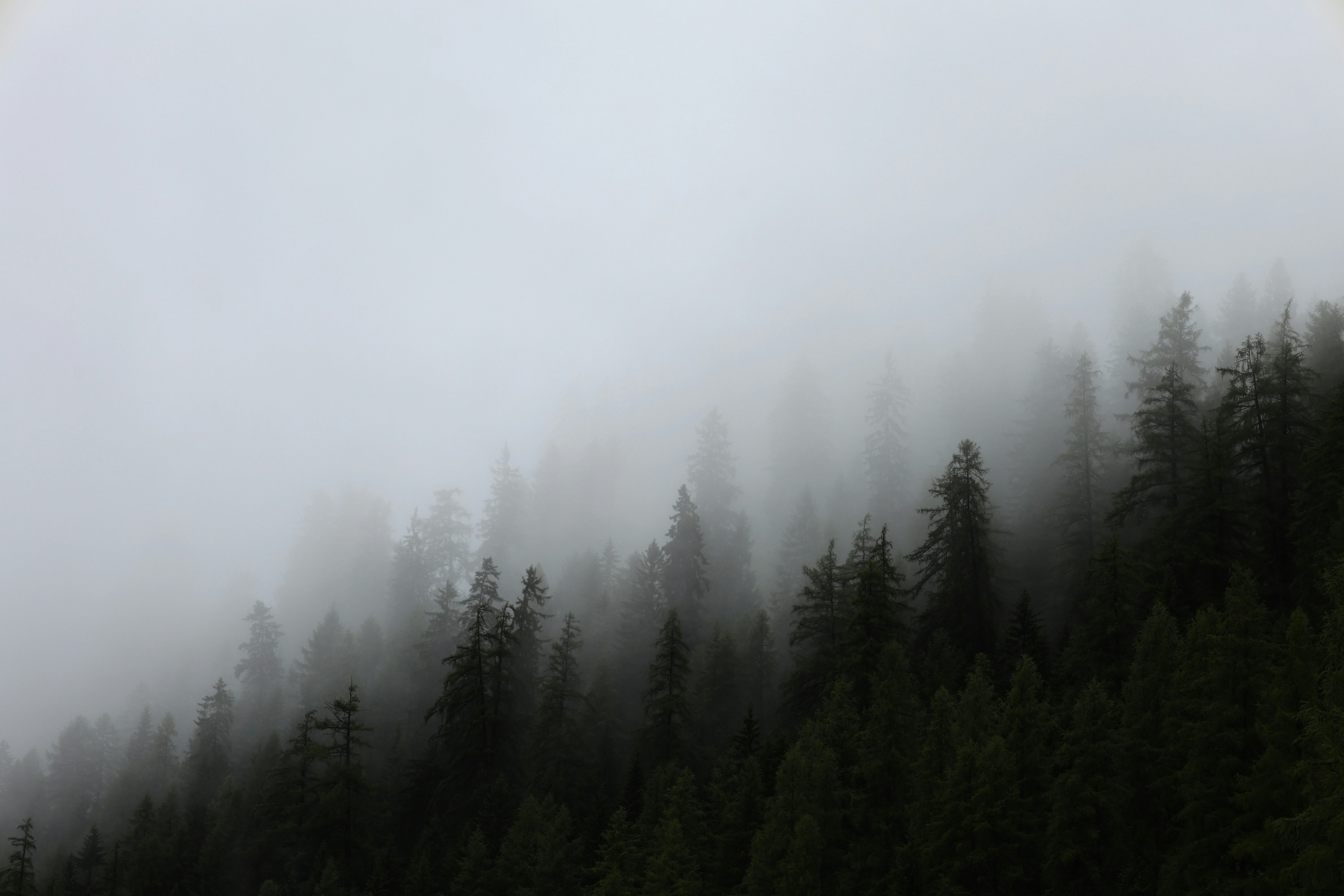 Dark evergreen forest shrouded in thick fog. photo – Free Forest Image ...