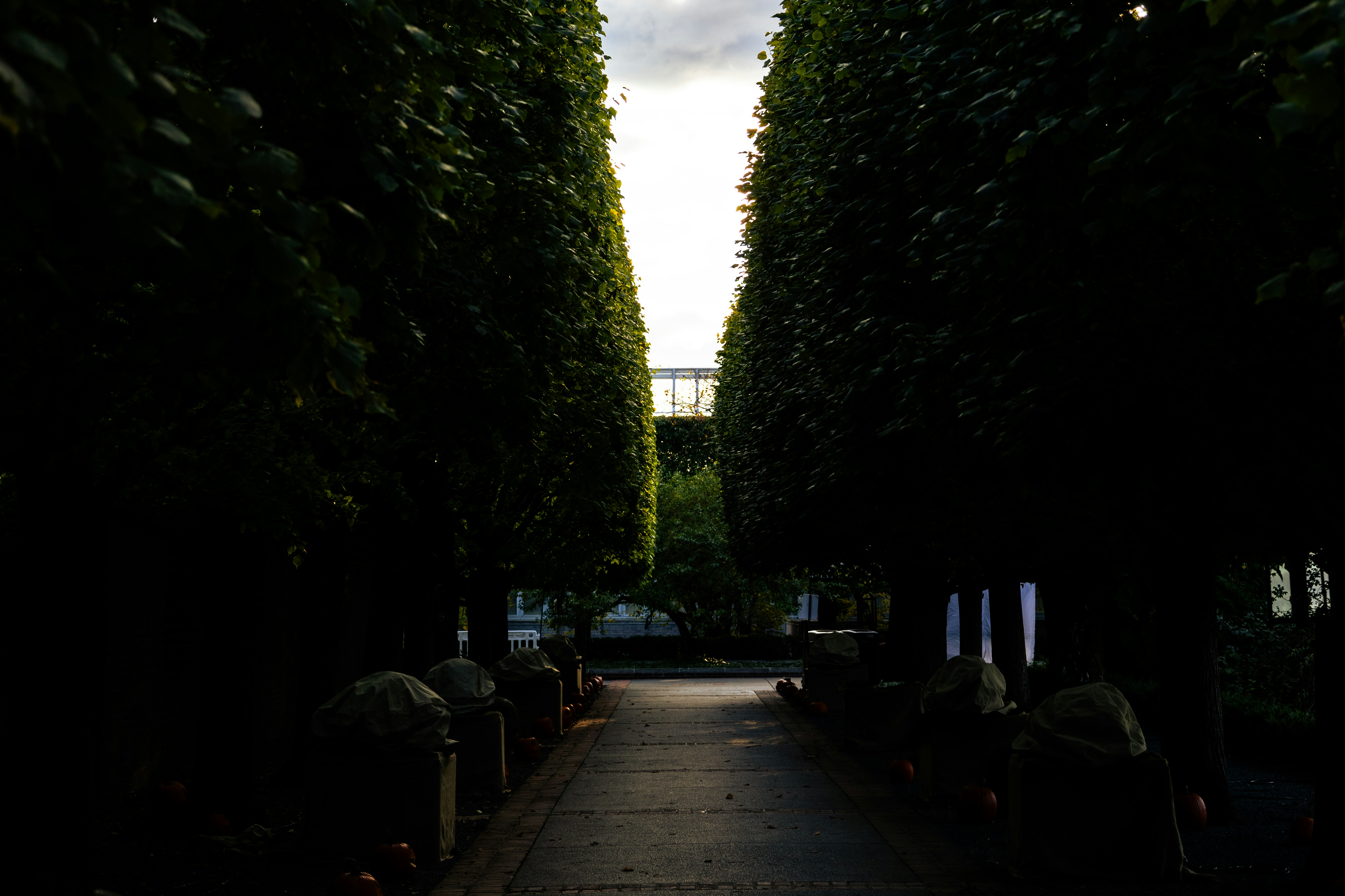 Pathway Through the Green Canopy