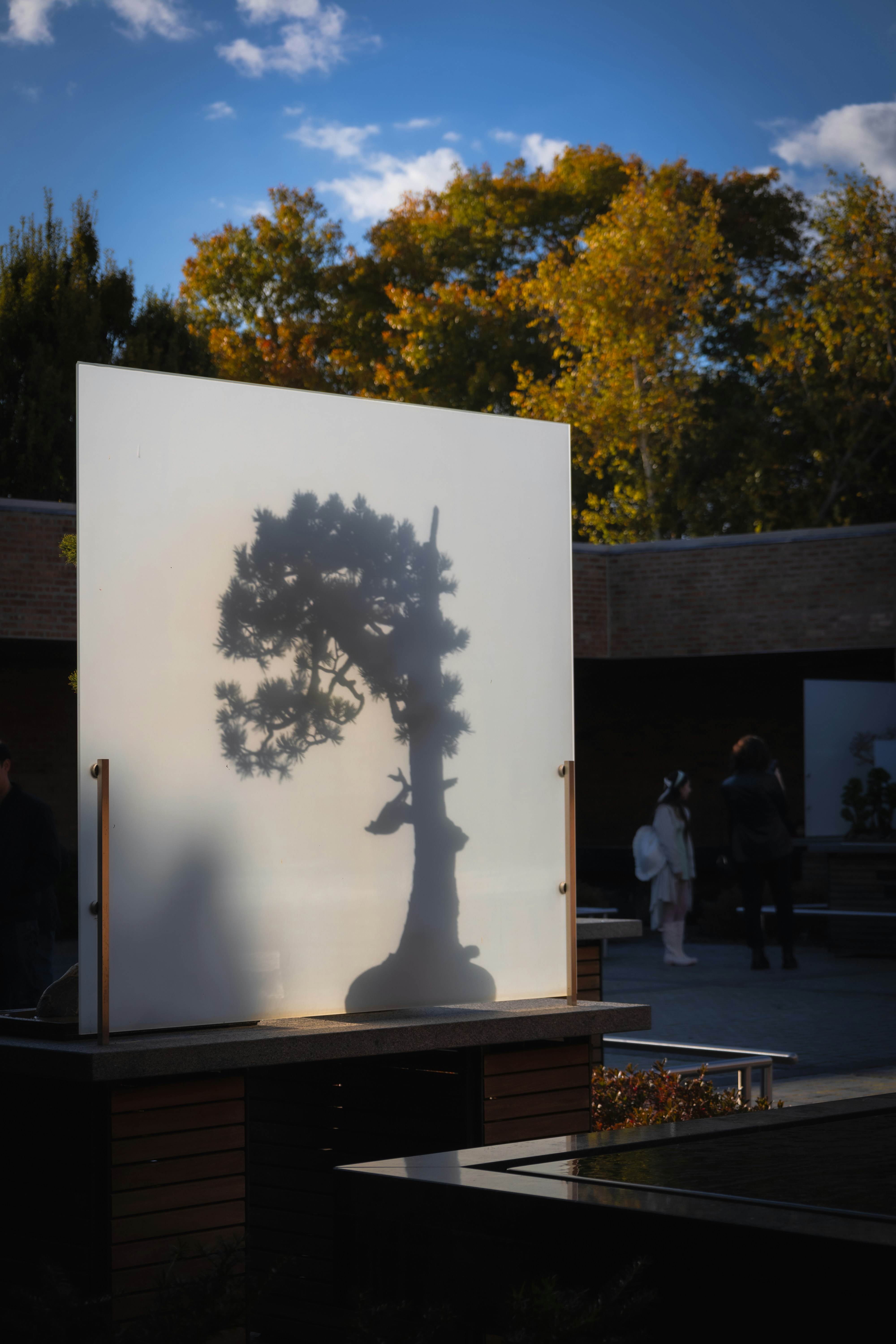 Whispers of Nature: The Shadowed Bonsai