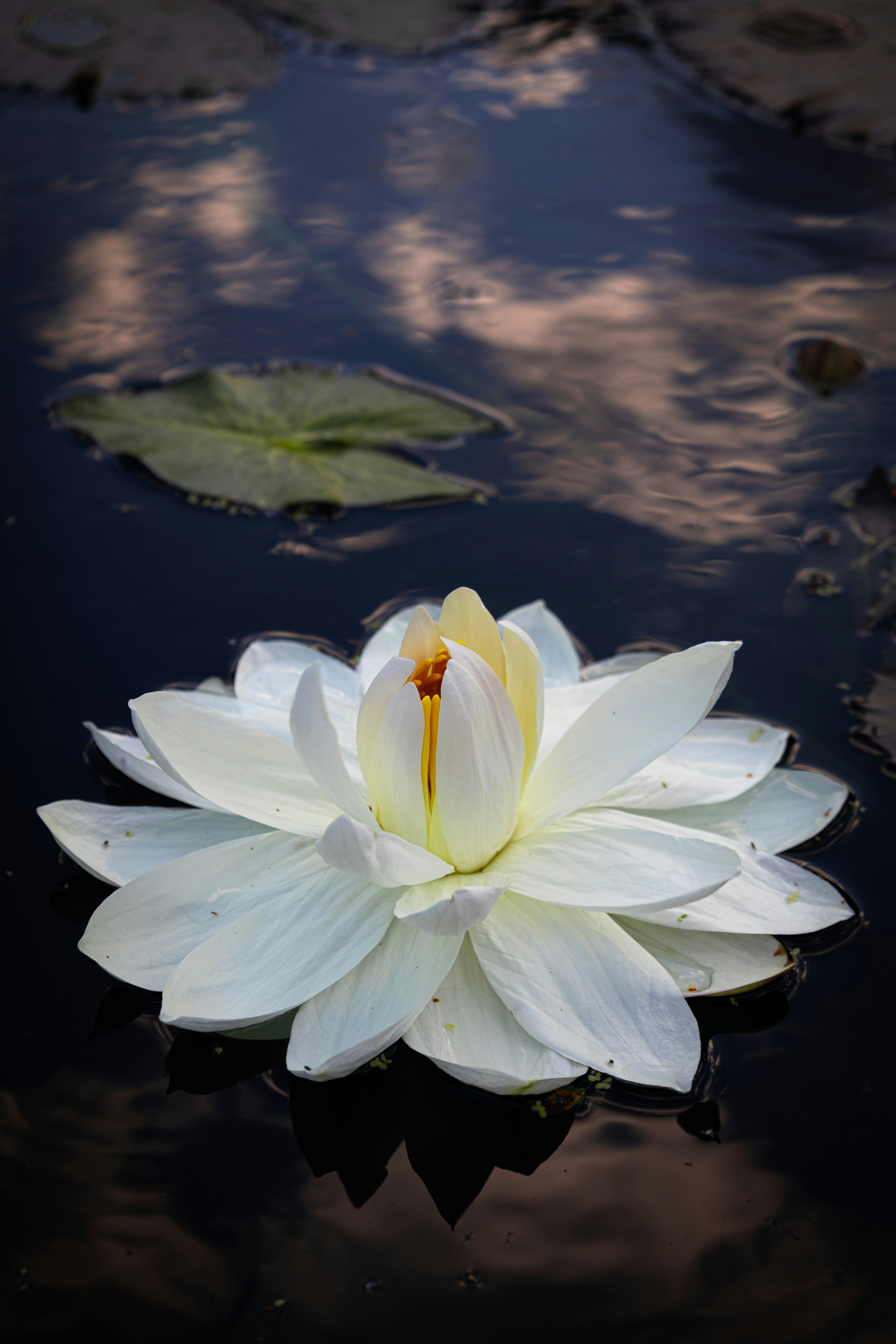 Serenity in Bloom: The Tranquil Lotus