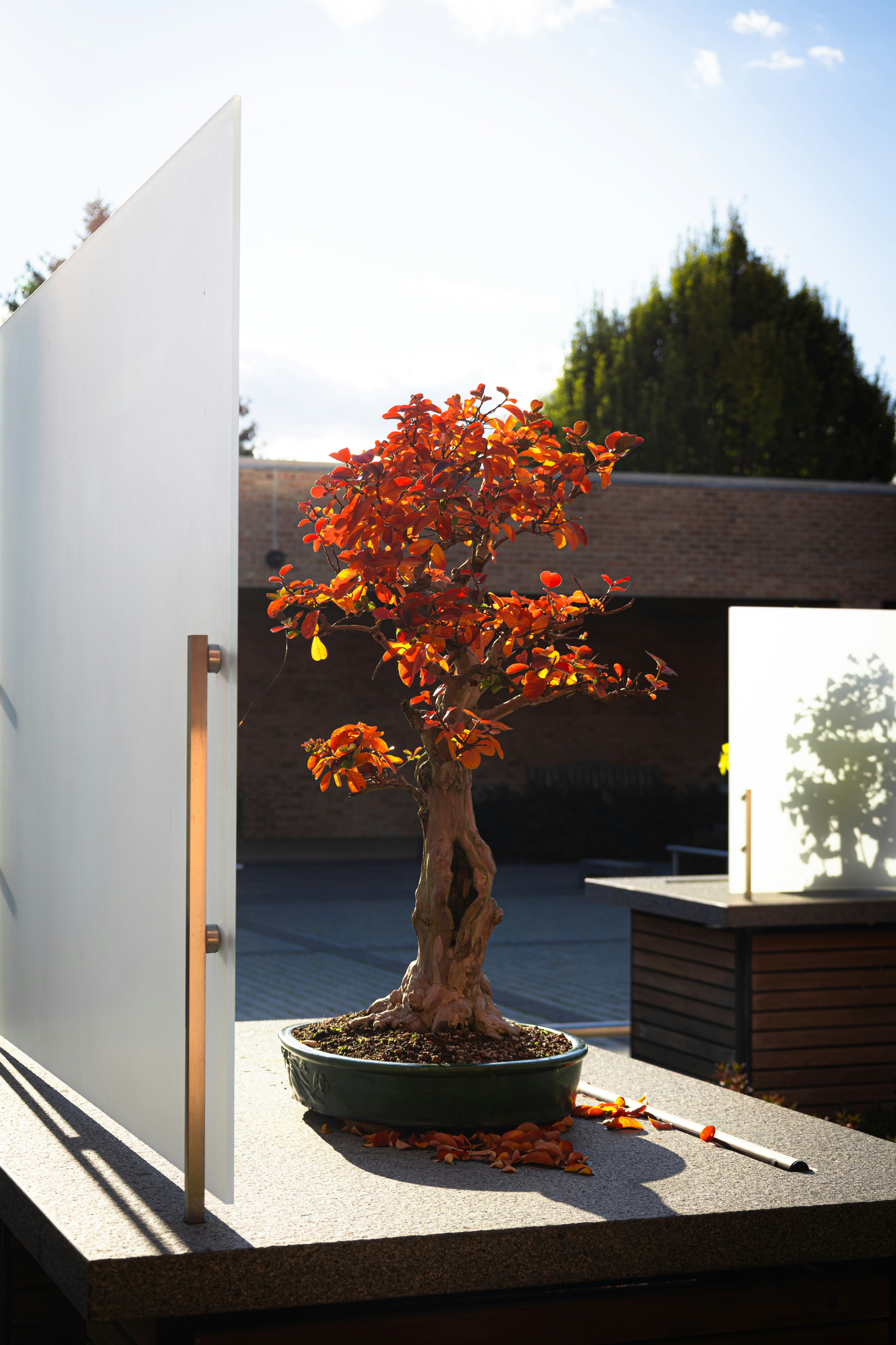 Sunlit Orange Bonsai Framed by a Parted Door in an Urban Courtyard