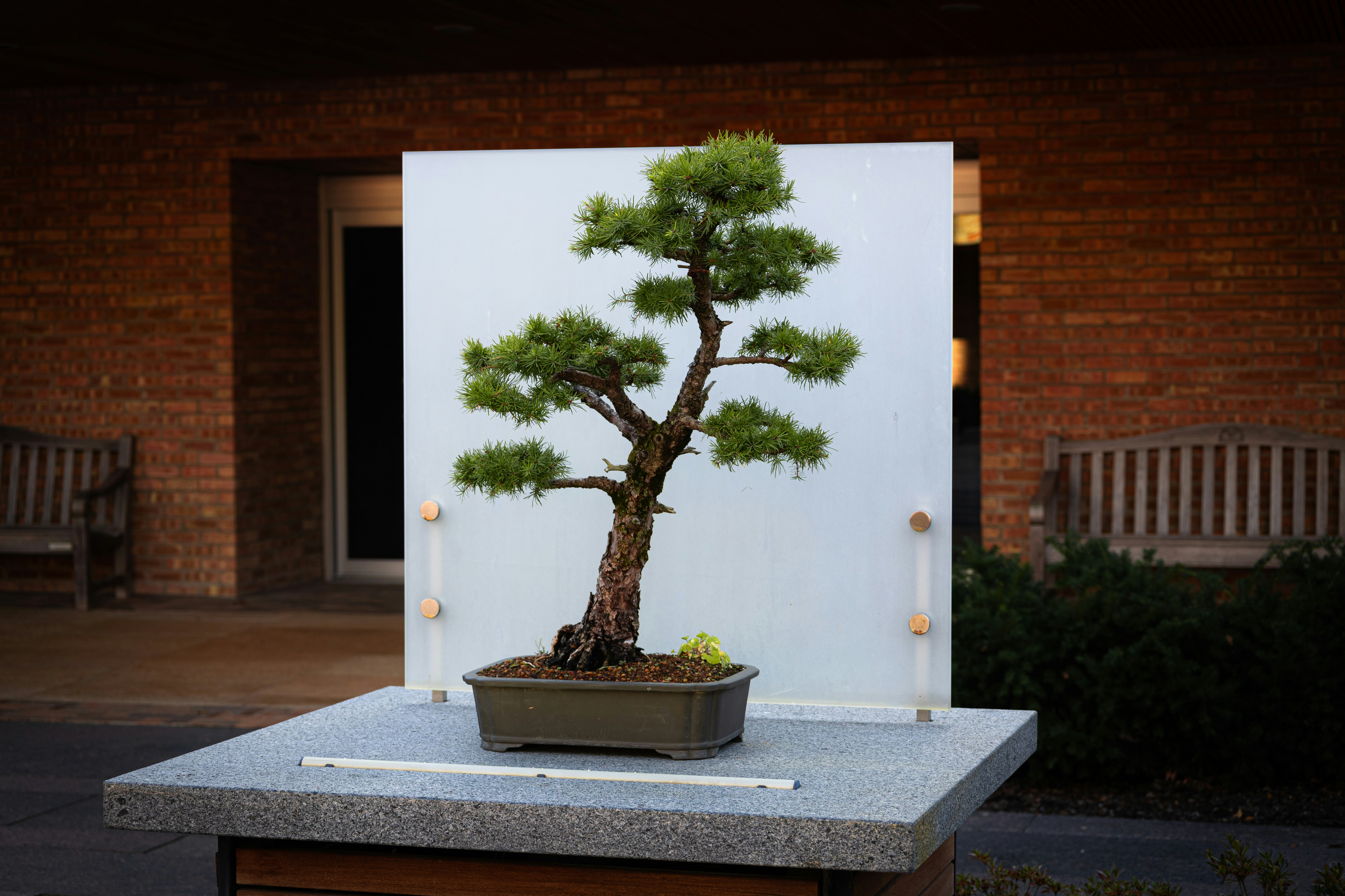 Harmony in Miniature: The Art of Bonsai