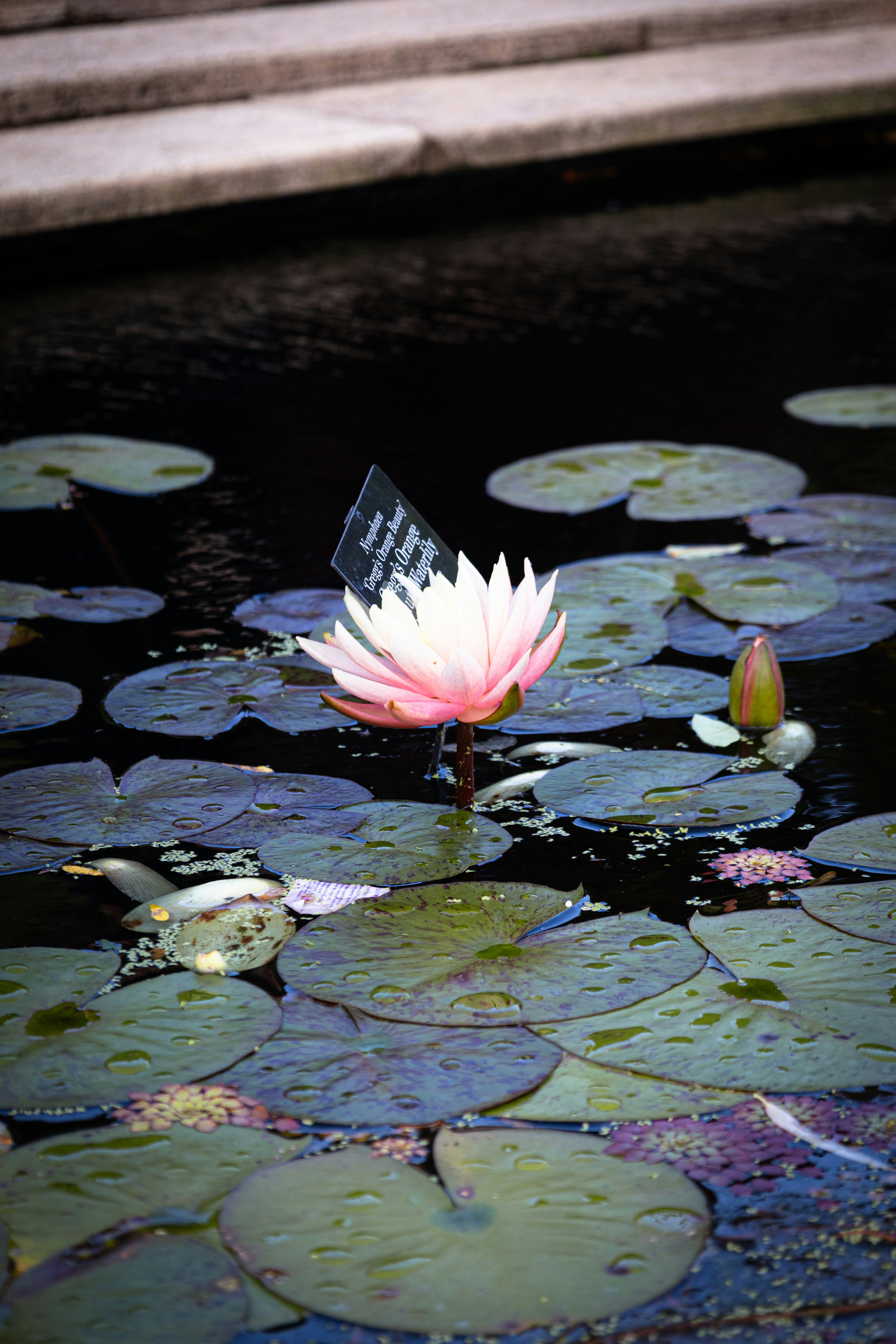 Blossom on Still Water: A Pink Water Lily Amid Floating Leaves