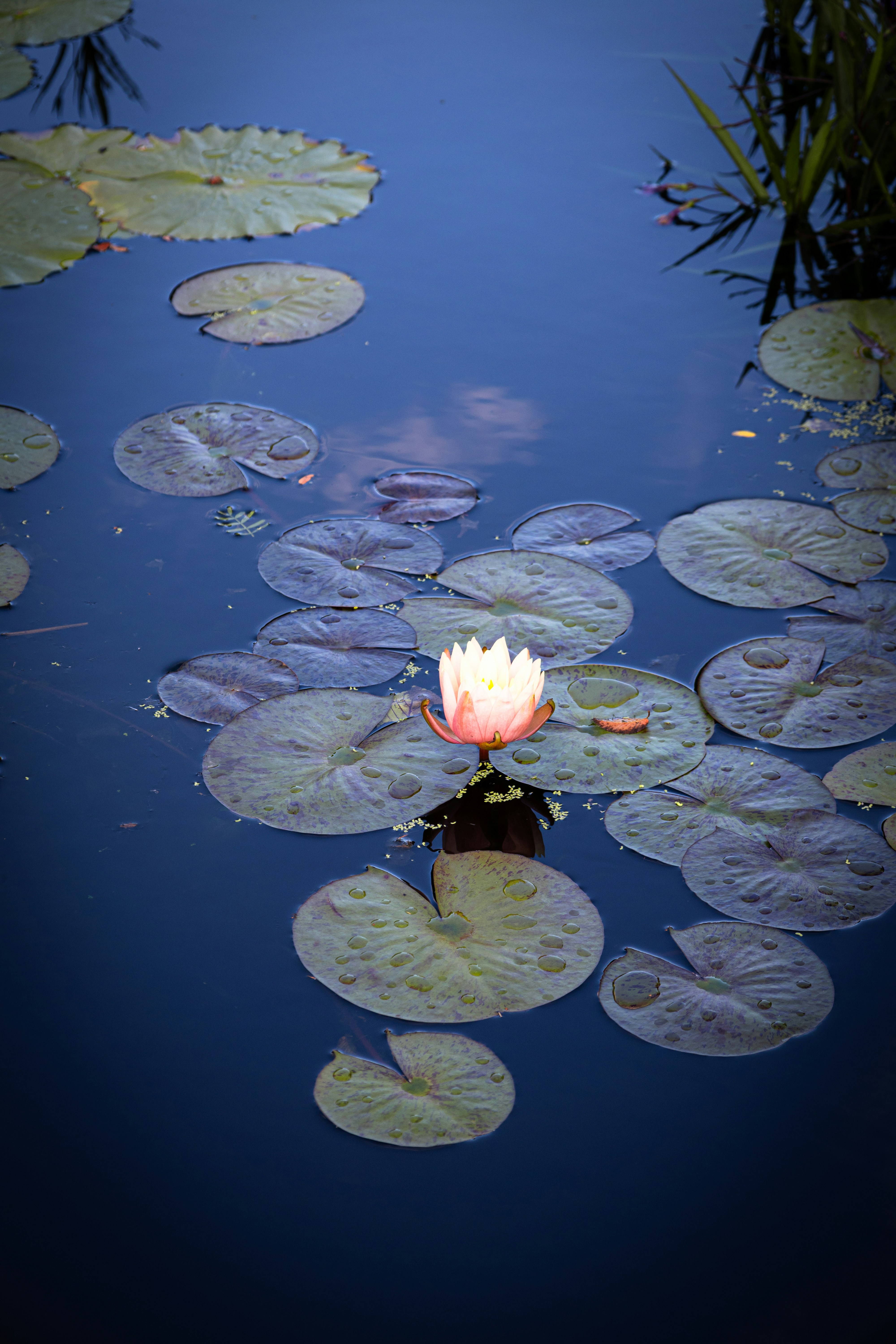 Indigo Pond Spotlight: The Pink Water Lily Among Lily Pads