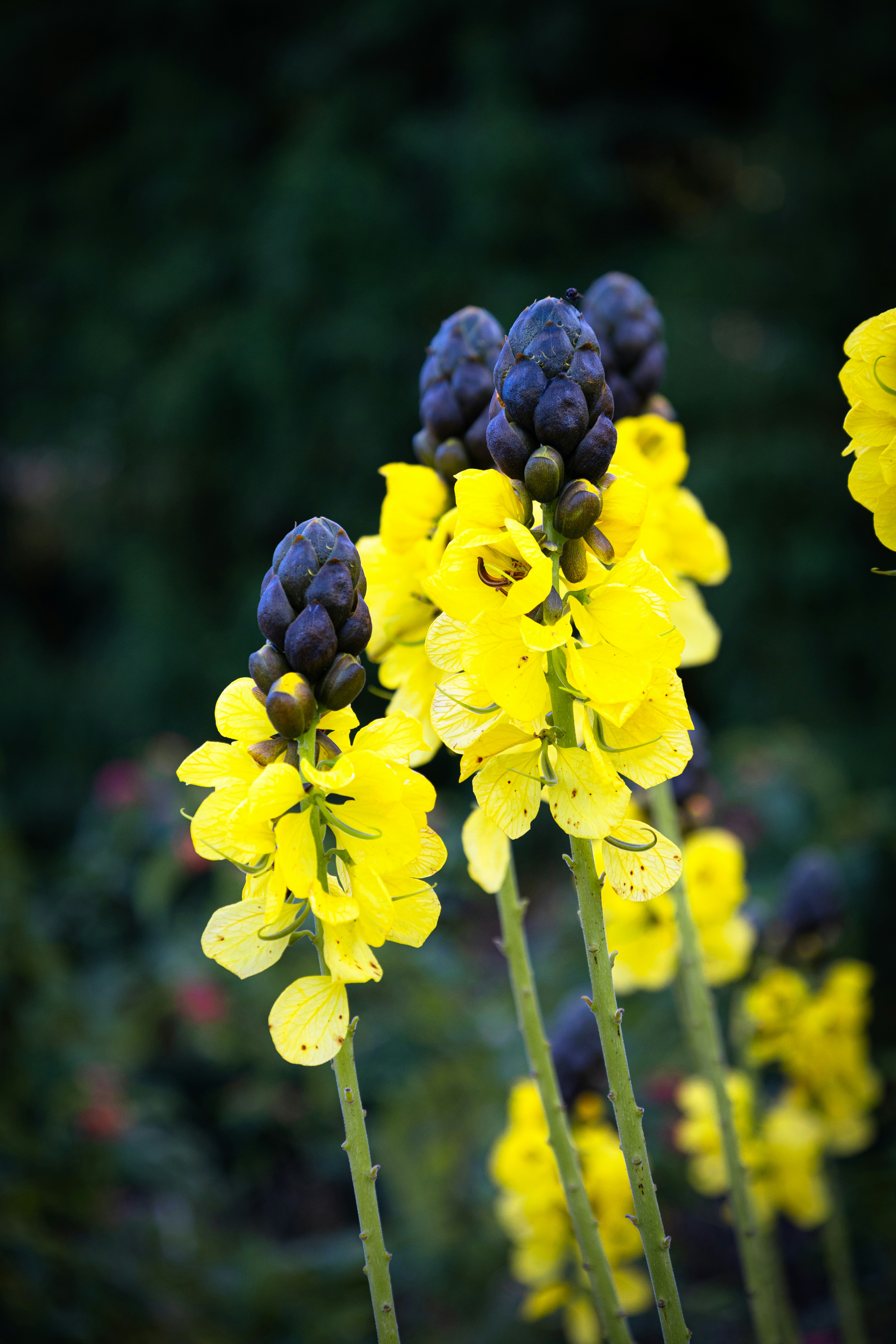 Golden Blossoms Against a Verdant Backdrop