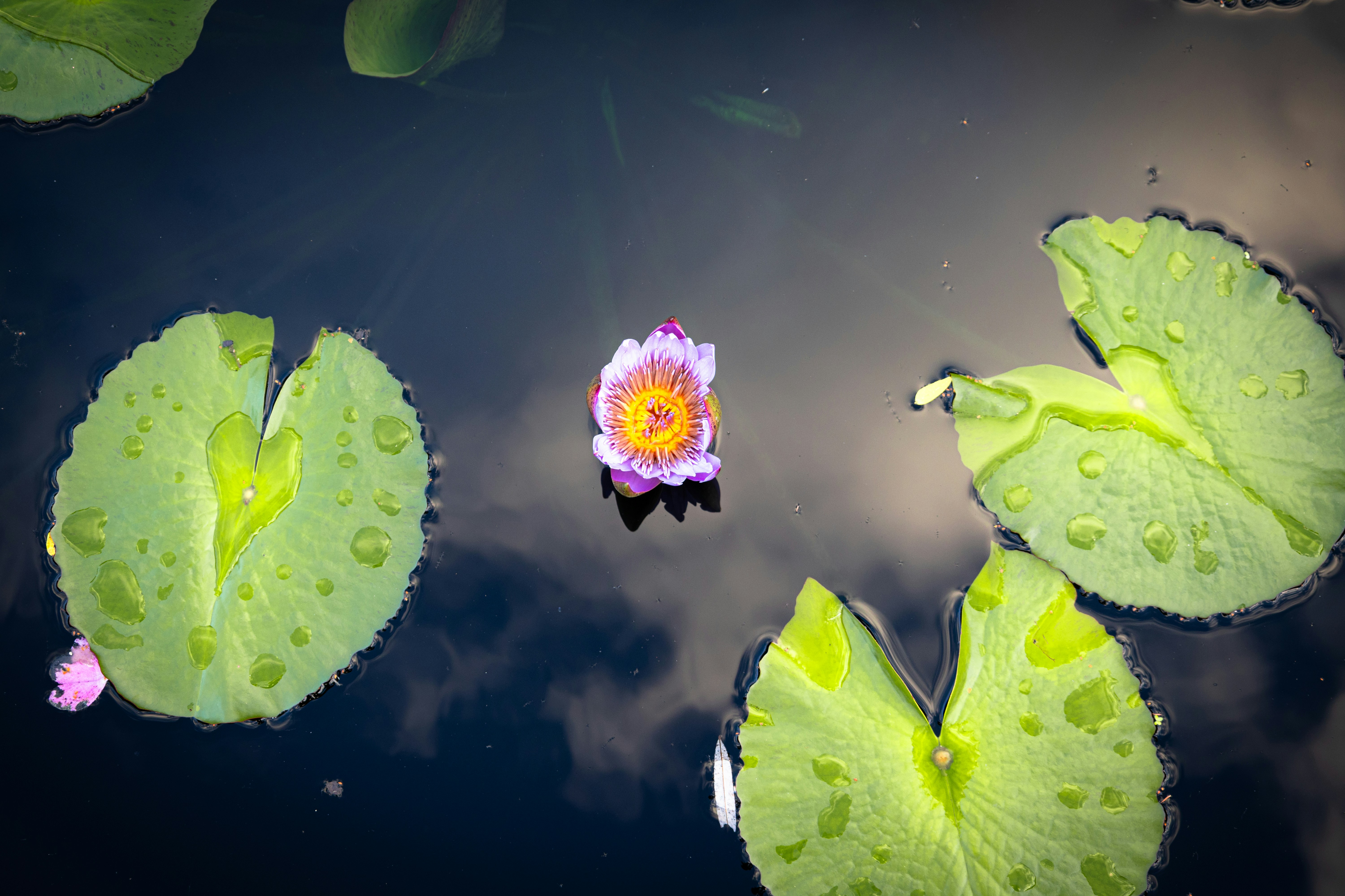 A vibrant water lily blooms amidst green lily pads, adorned with droplets, reflecting a tranquil pond surface. The contrasting colors create a serene atmosphere.