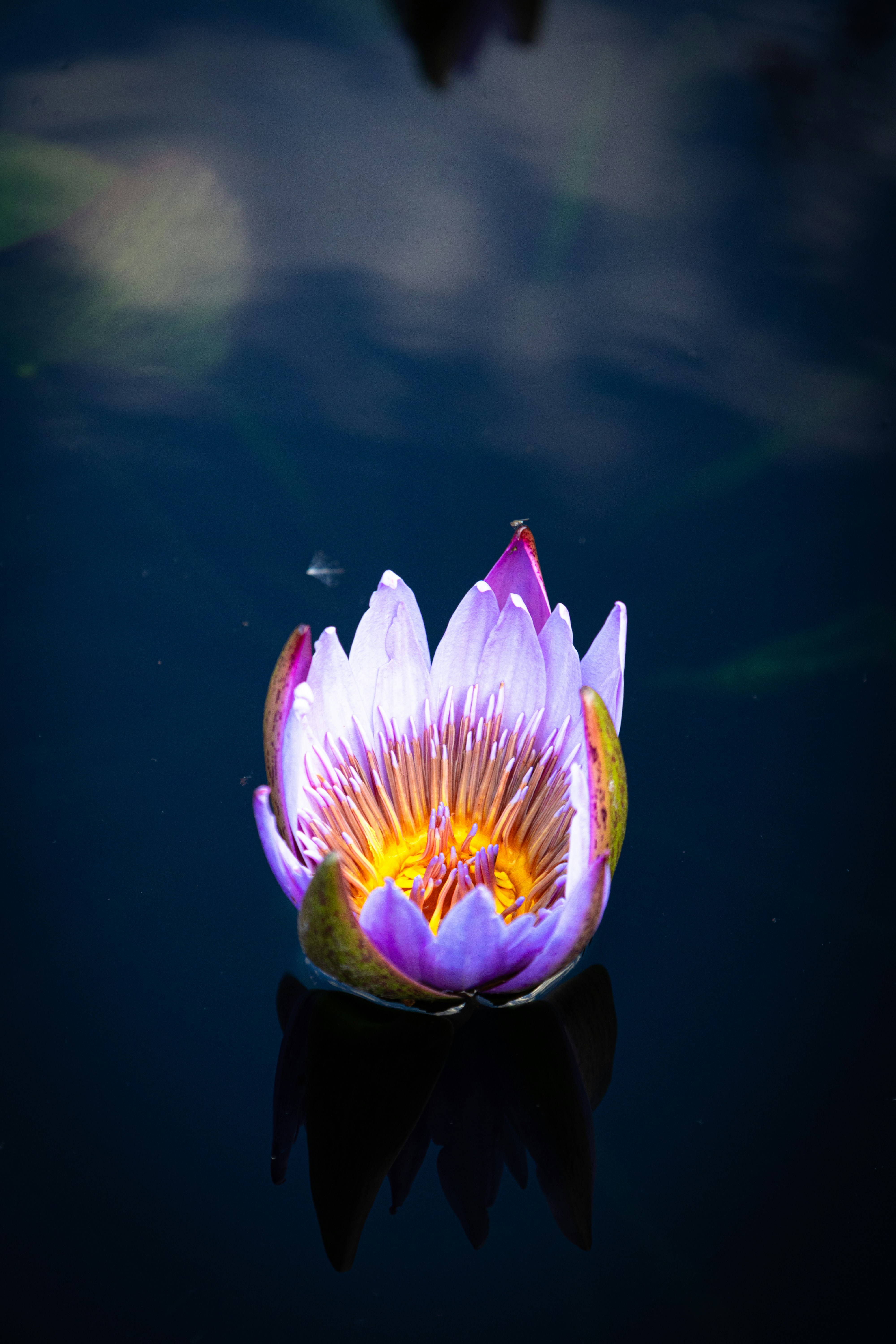 Violet Lotus Bloom on a Shadowed Pond