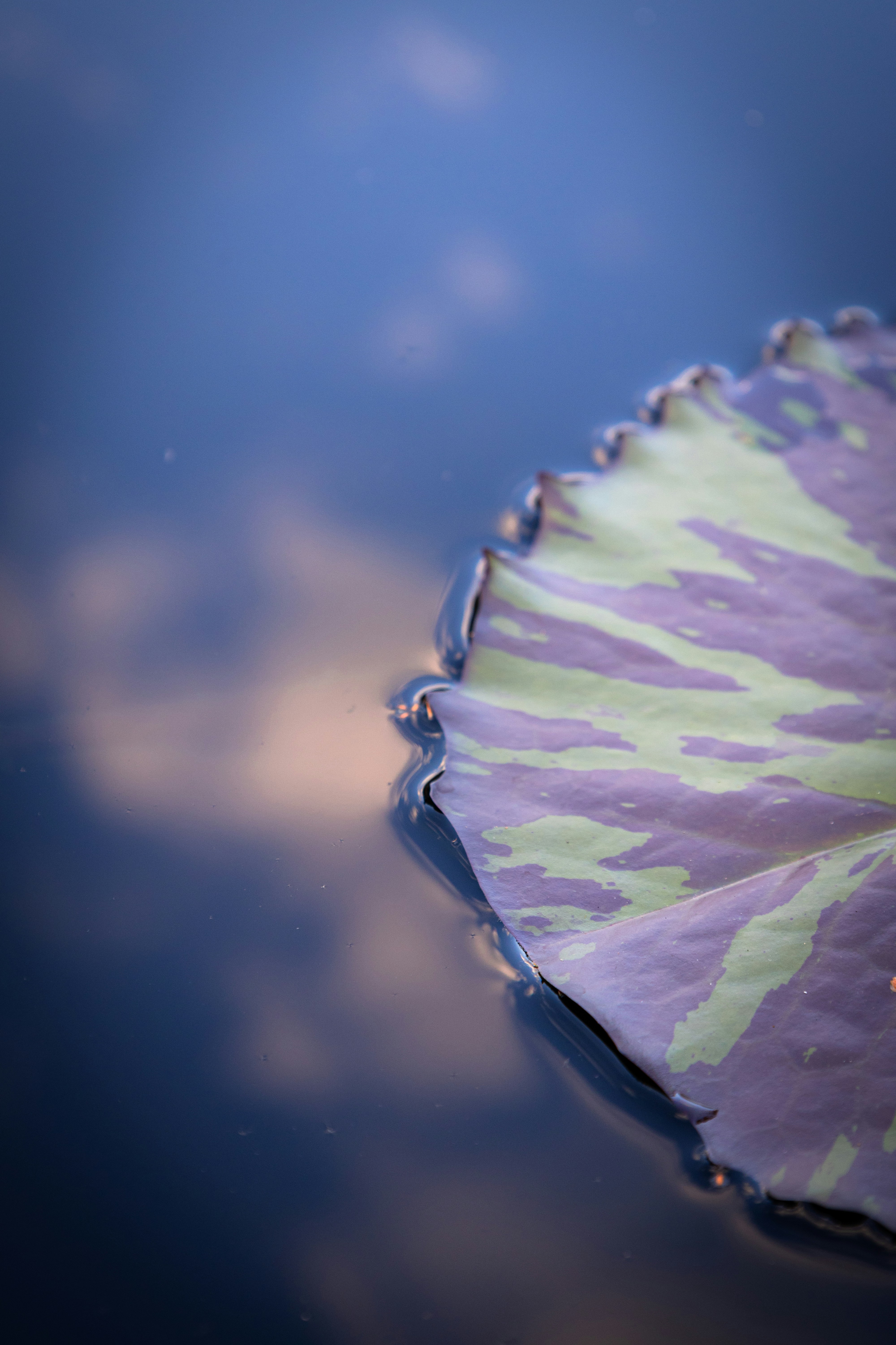 Serenity on Water: A Lily Pad's Embrace