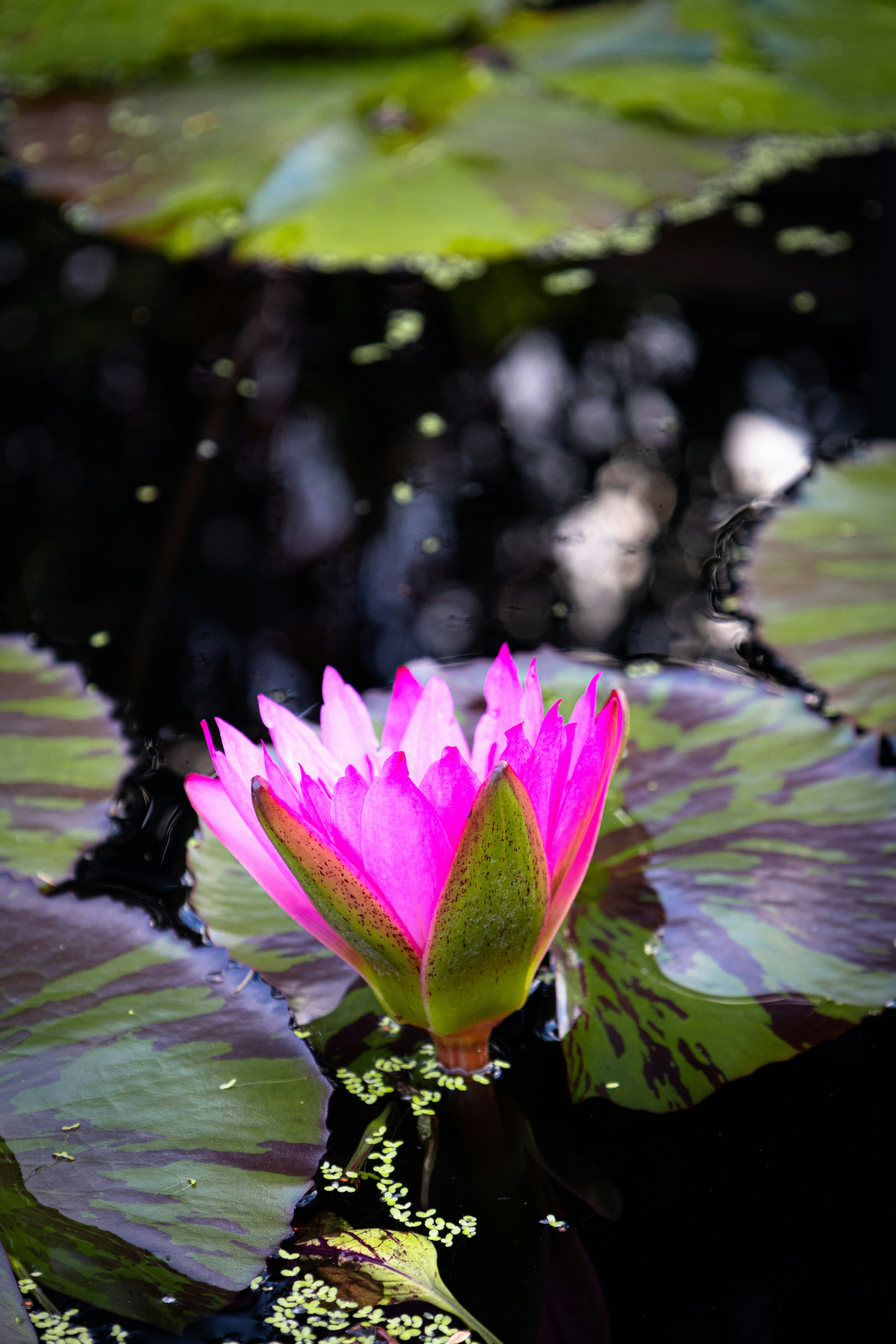 Serenity in Bloom: The Water Lily's Embrace