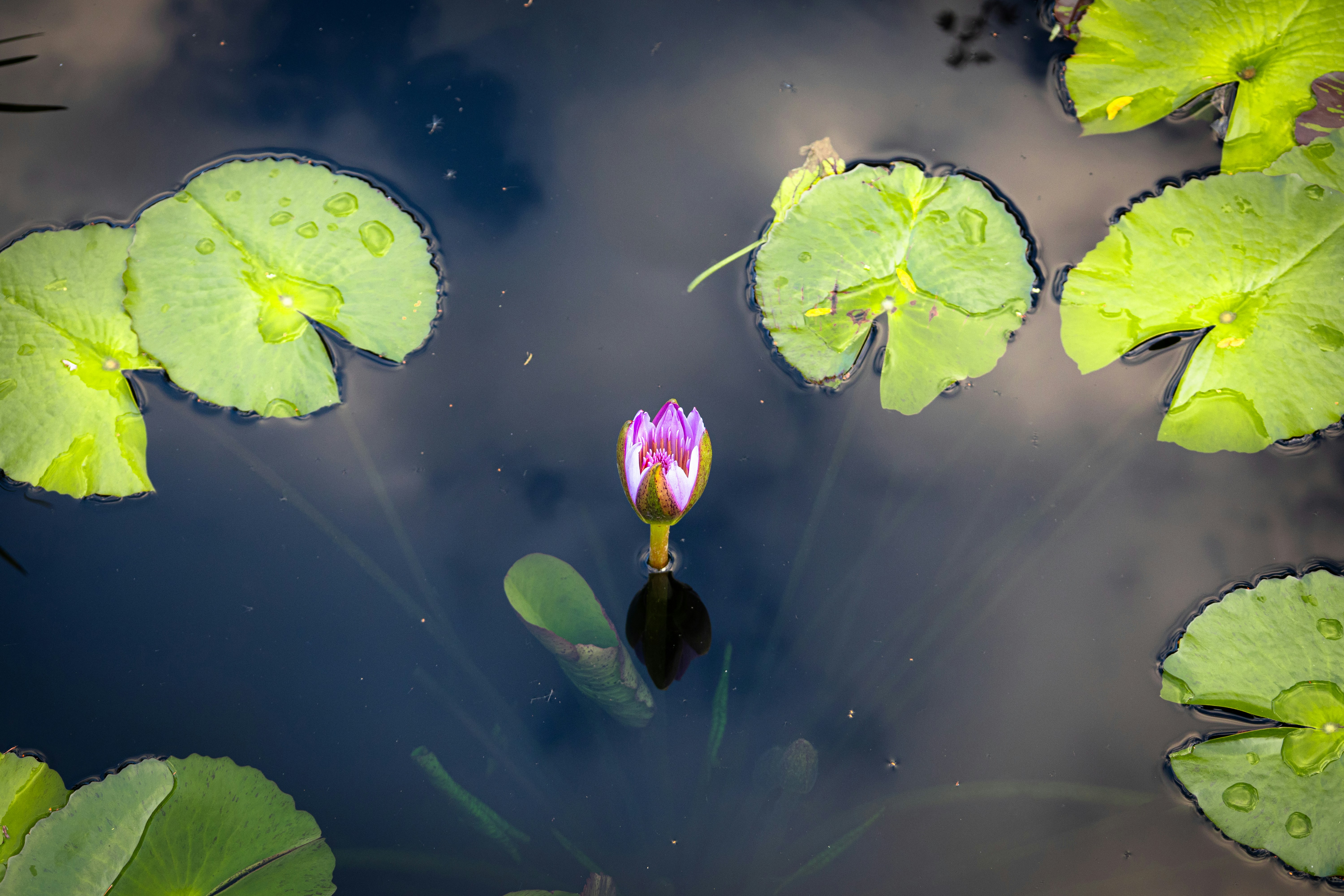 The Quiet Bloom: Violet Bud Emerges Among Emerald Pads