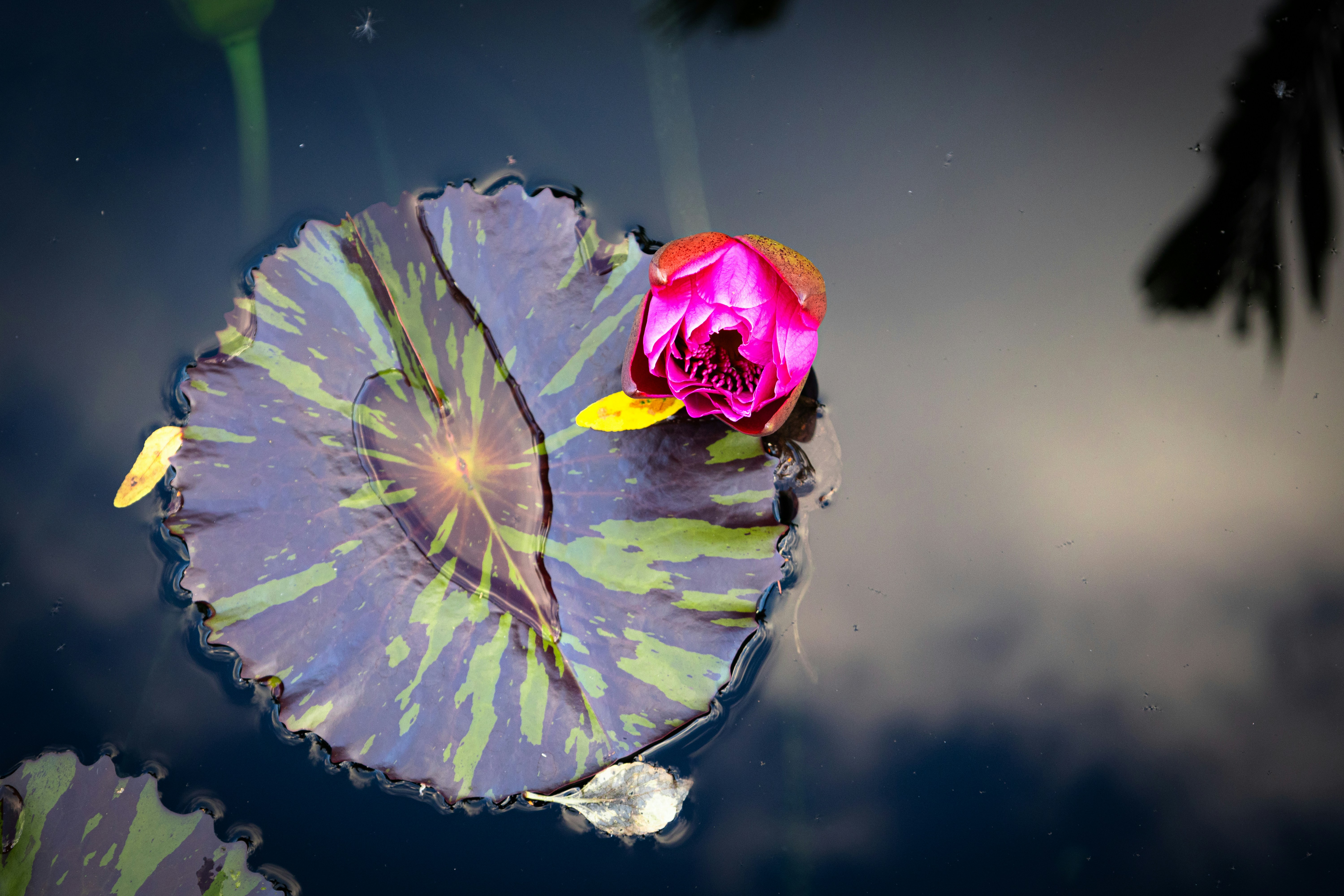 Magenta Bud on a Velvet Leaf: a Quiet Pond Portrait