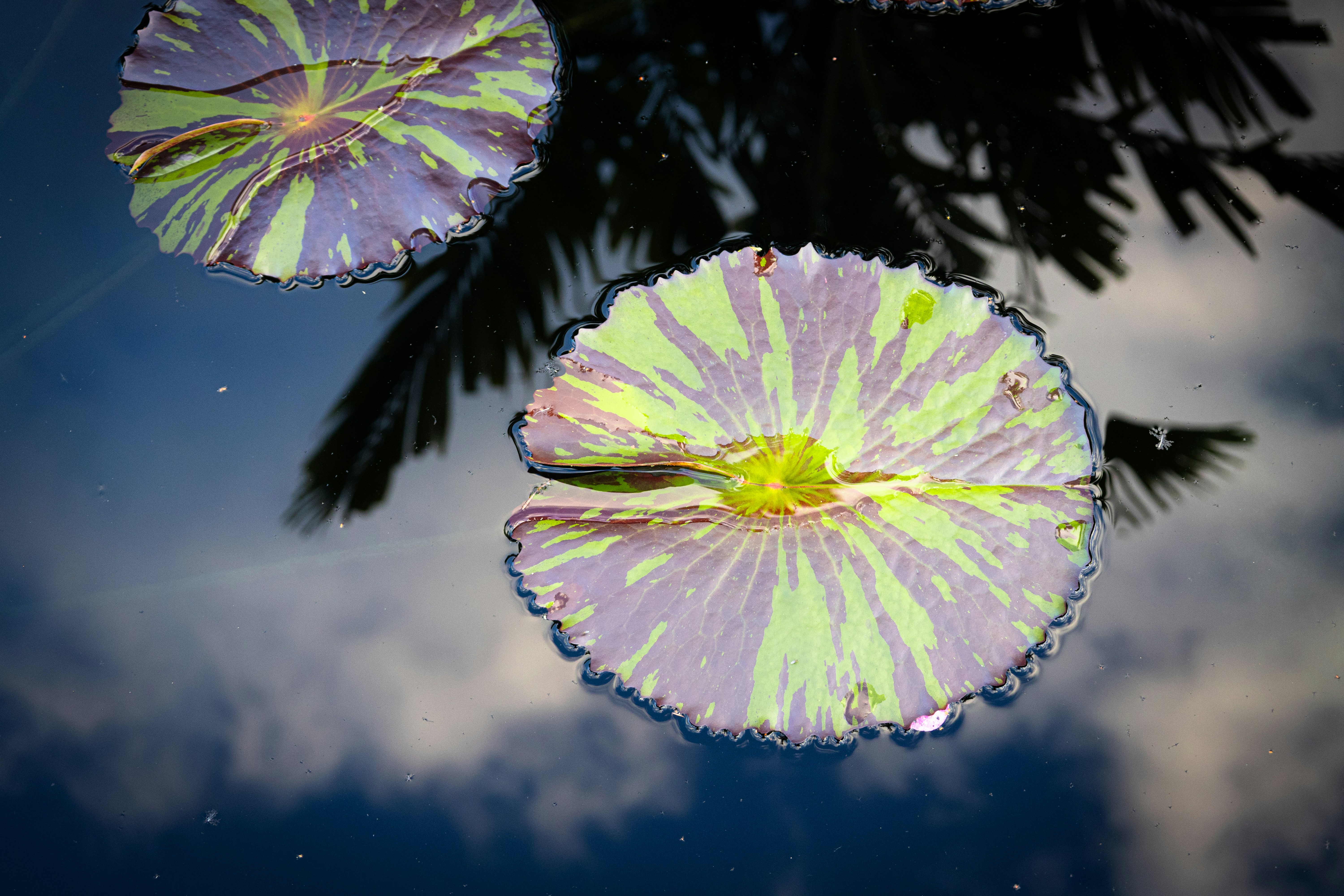 Reflective Harmony: The Dance of Water Lilies