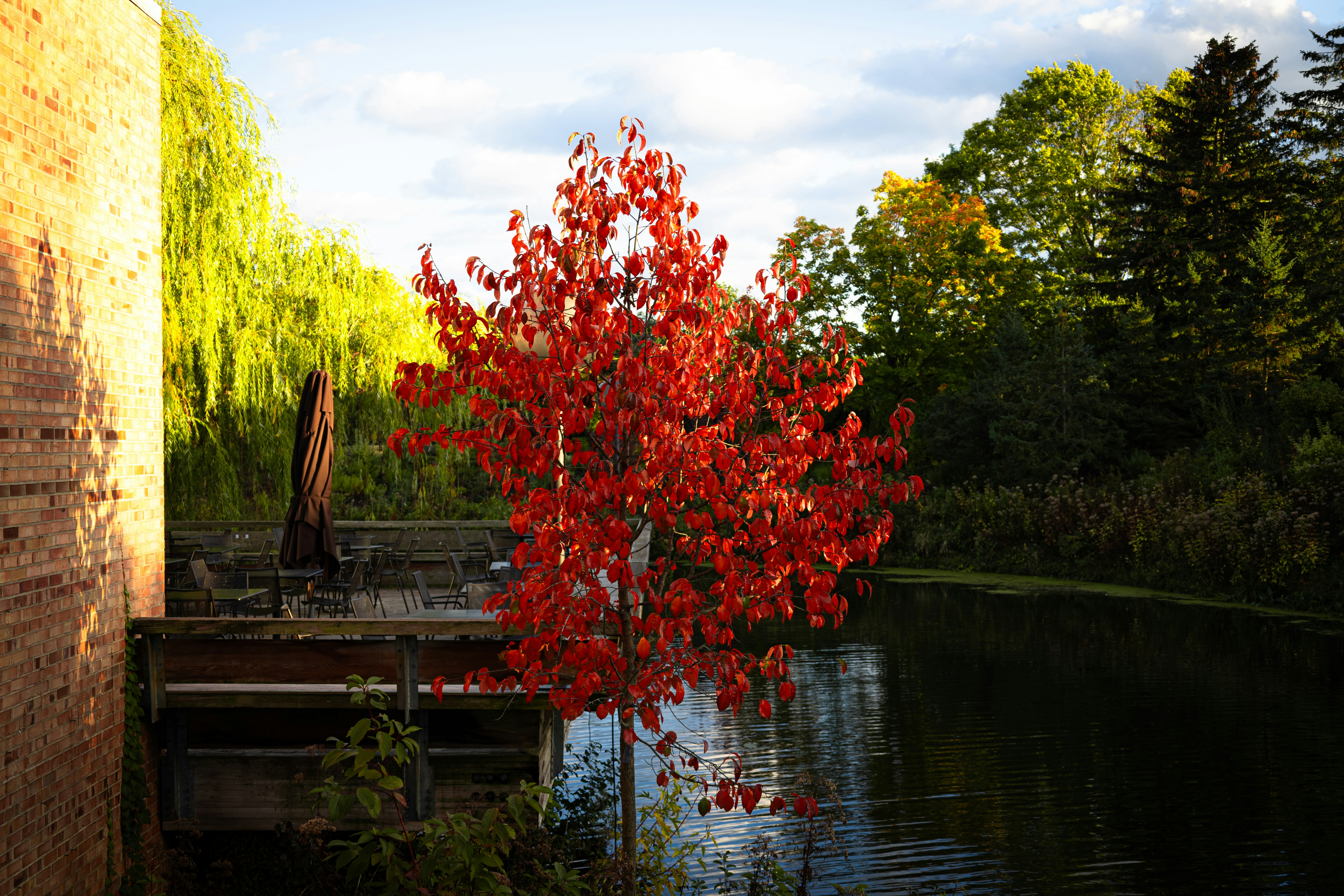 Autumn's Fiery Embrace by the Water