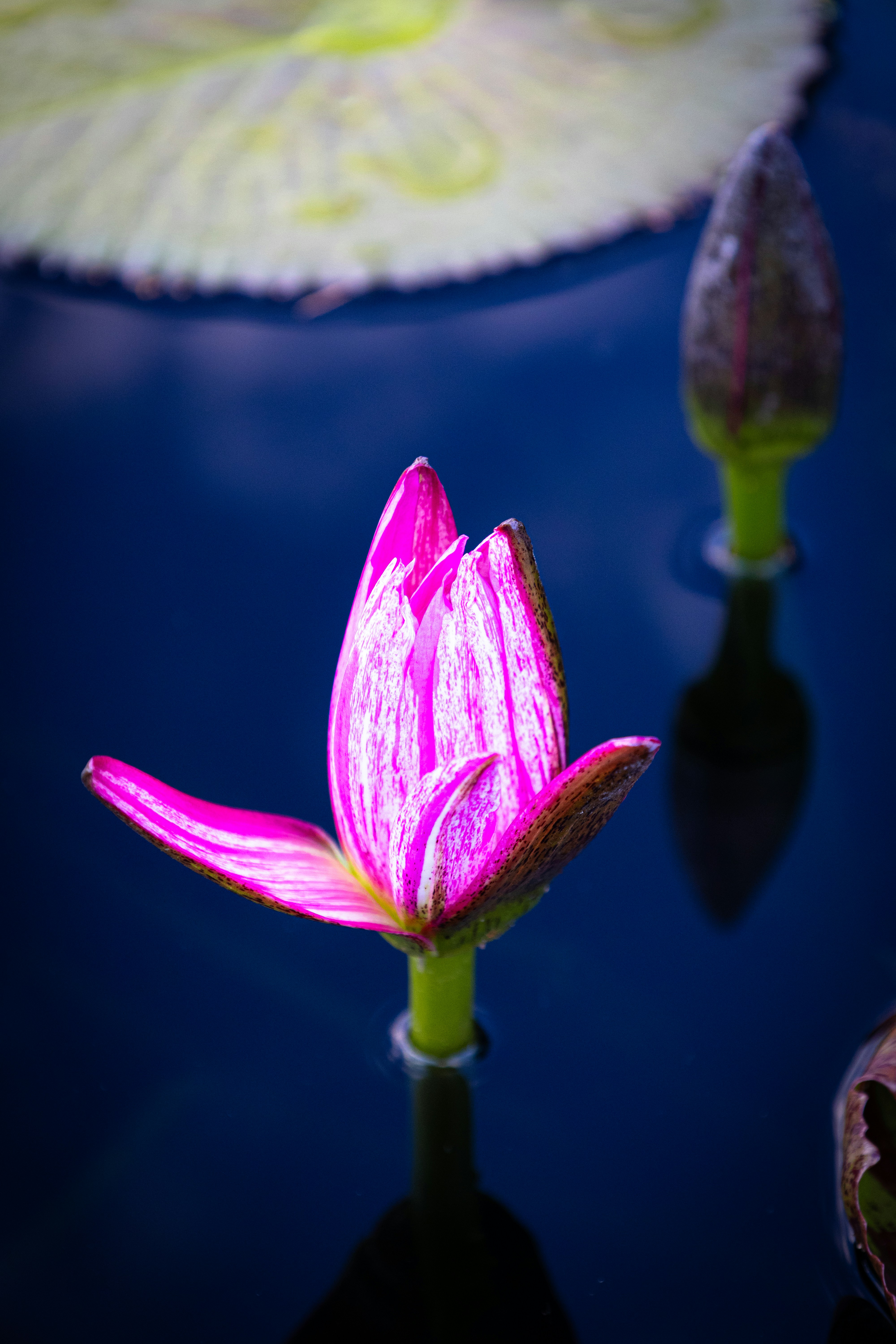Blossoming Serenity: The Water Lily's Awakening