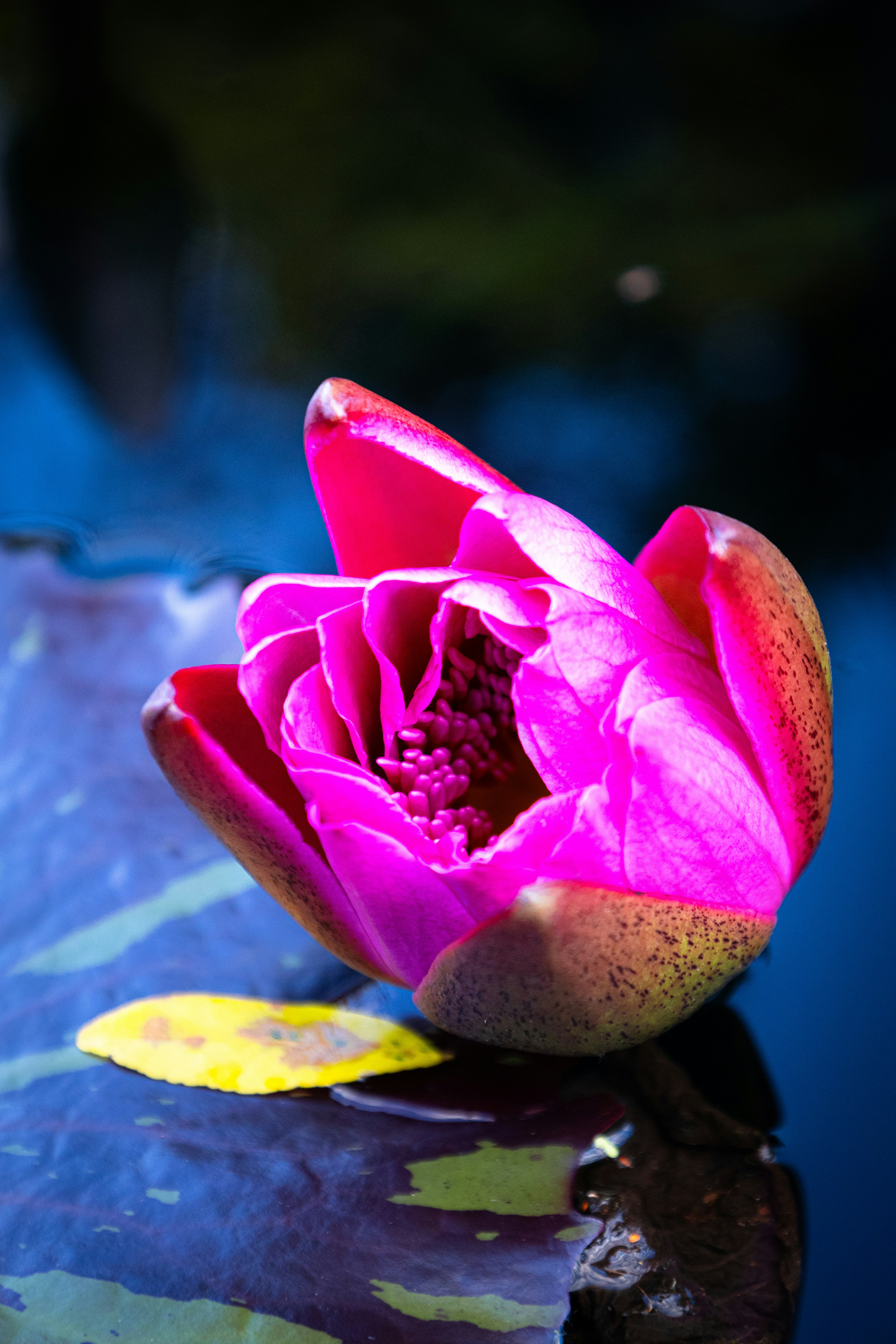 Magenta Bloom on a Velvet Indigo Pad