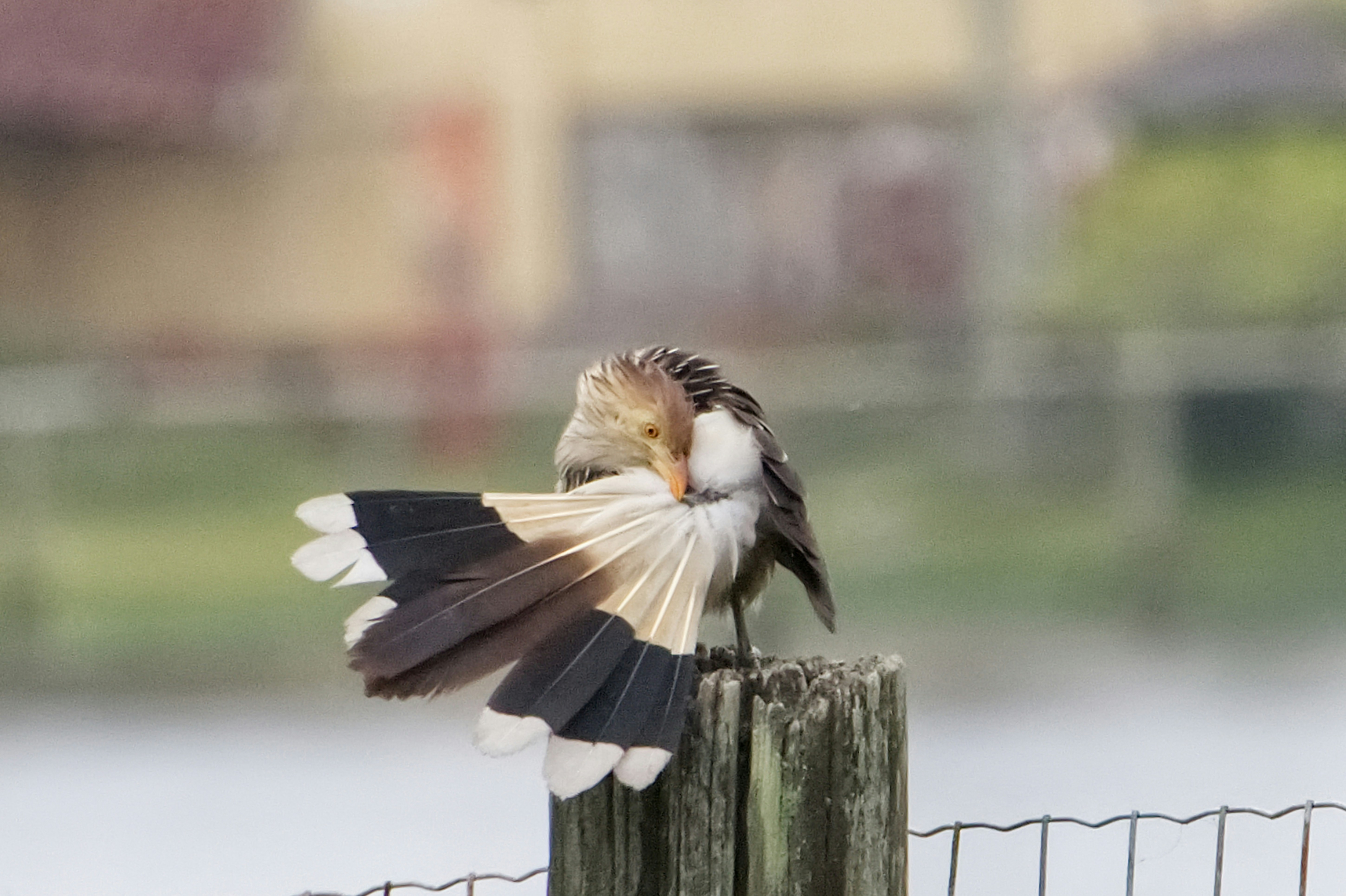 Feathered Elegance: A Moment of Grooming