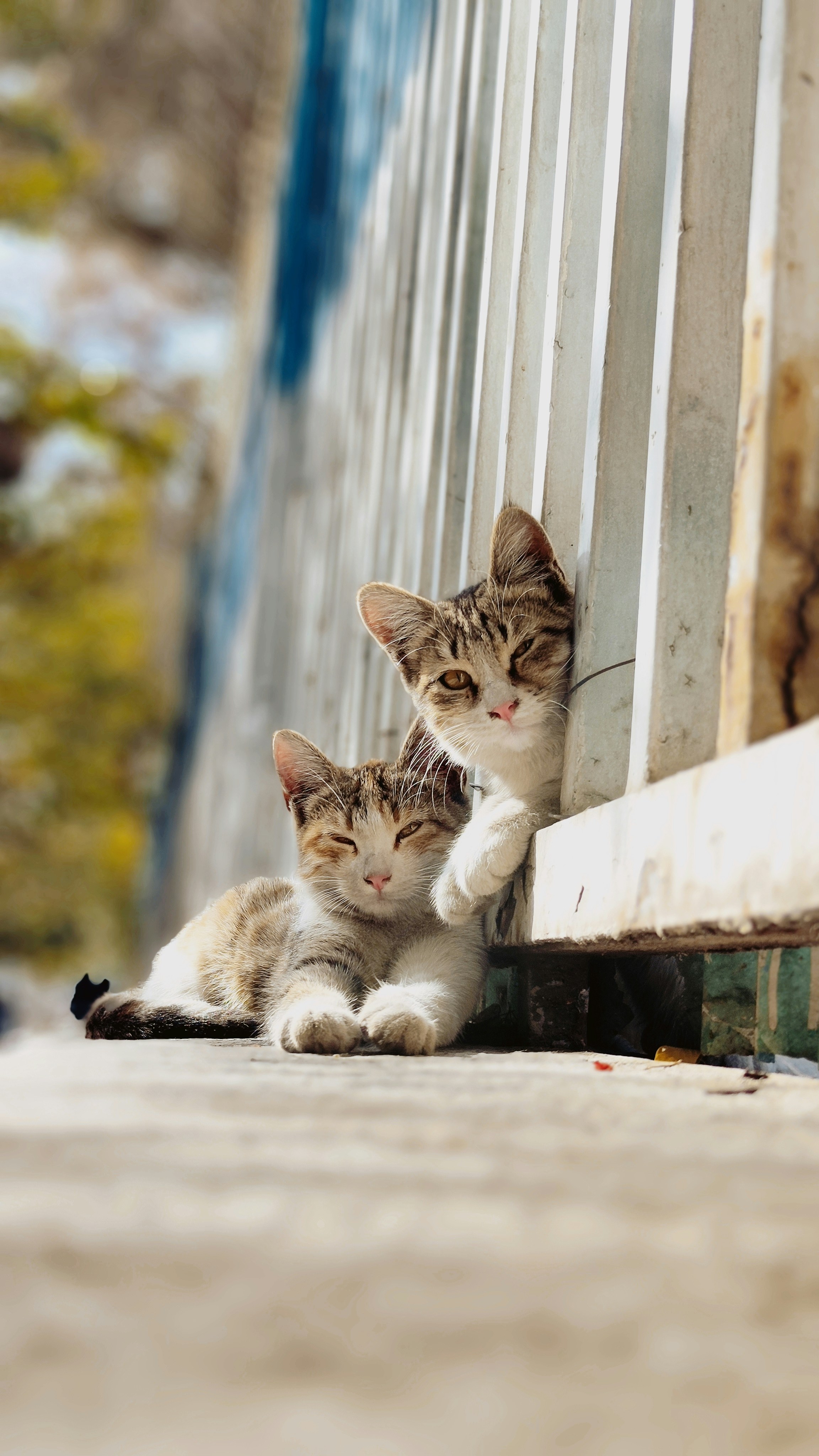 Two playful cats lounging against a weathered fence, basking in the warm sunlight of a quiet alley.