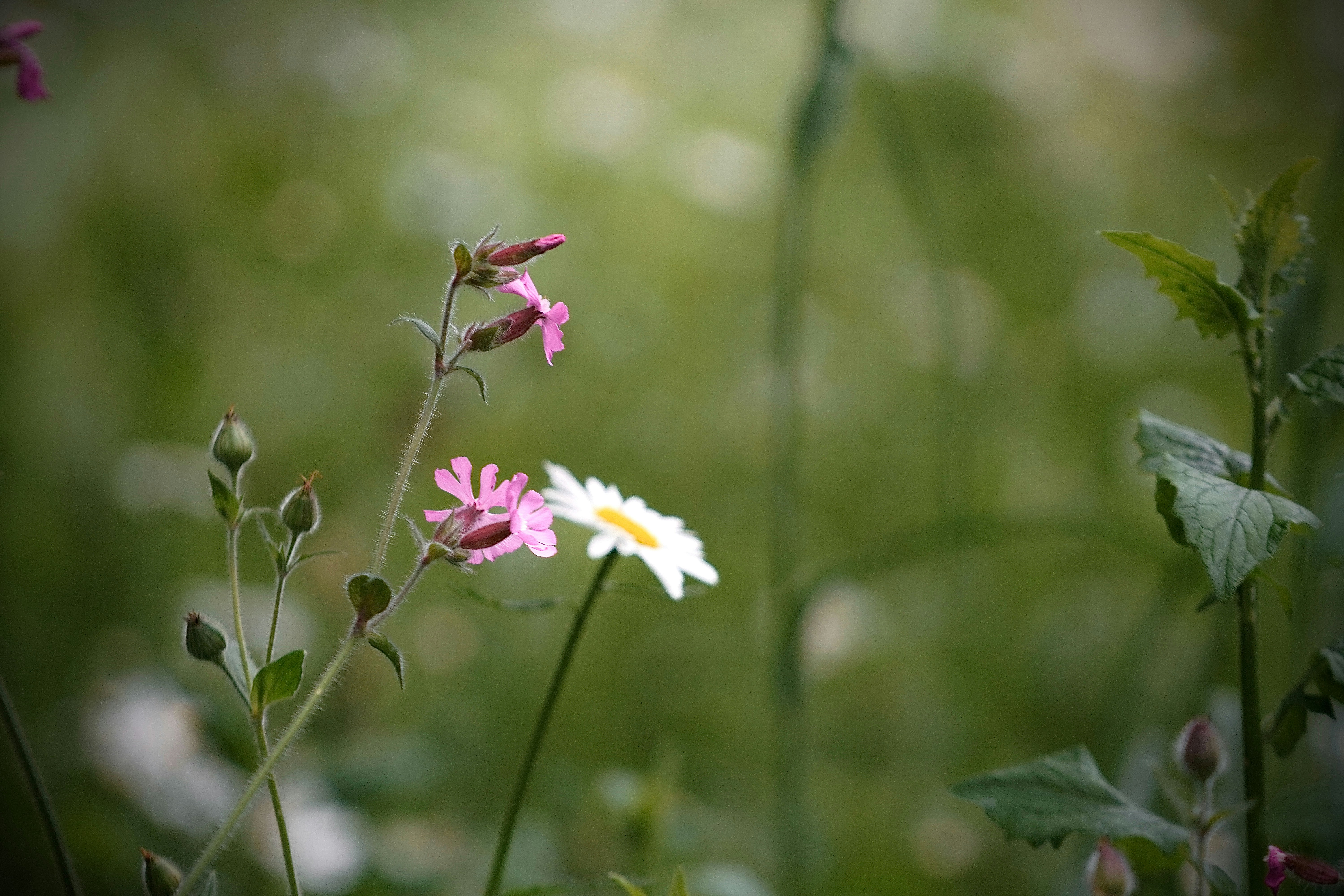 Pink and white wildflowers bloom in a field.