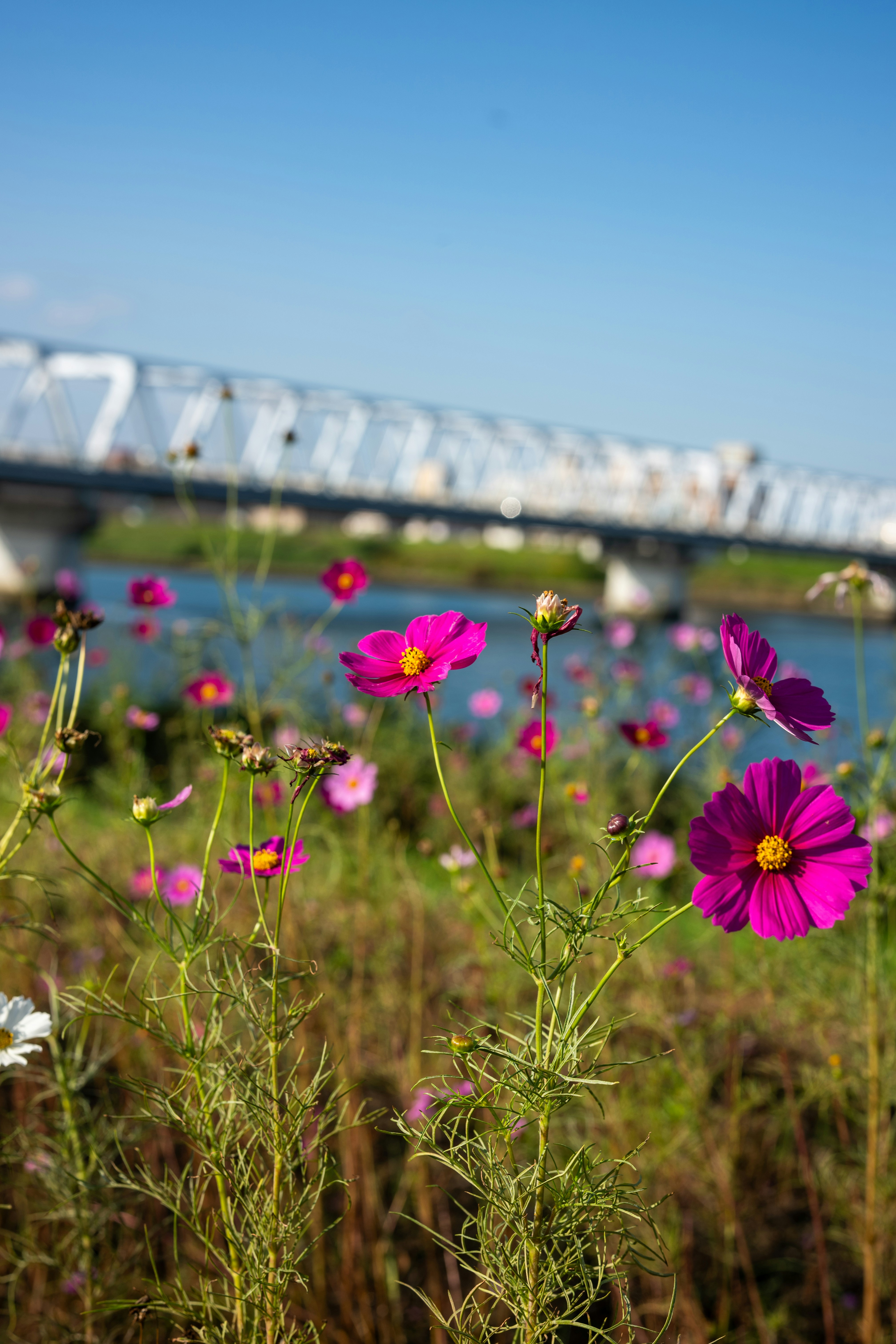 Bridging Nature and Urban Life