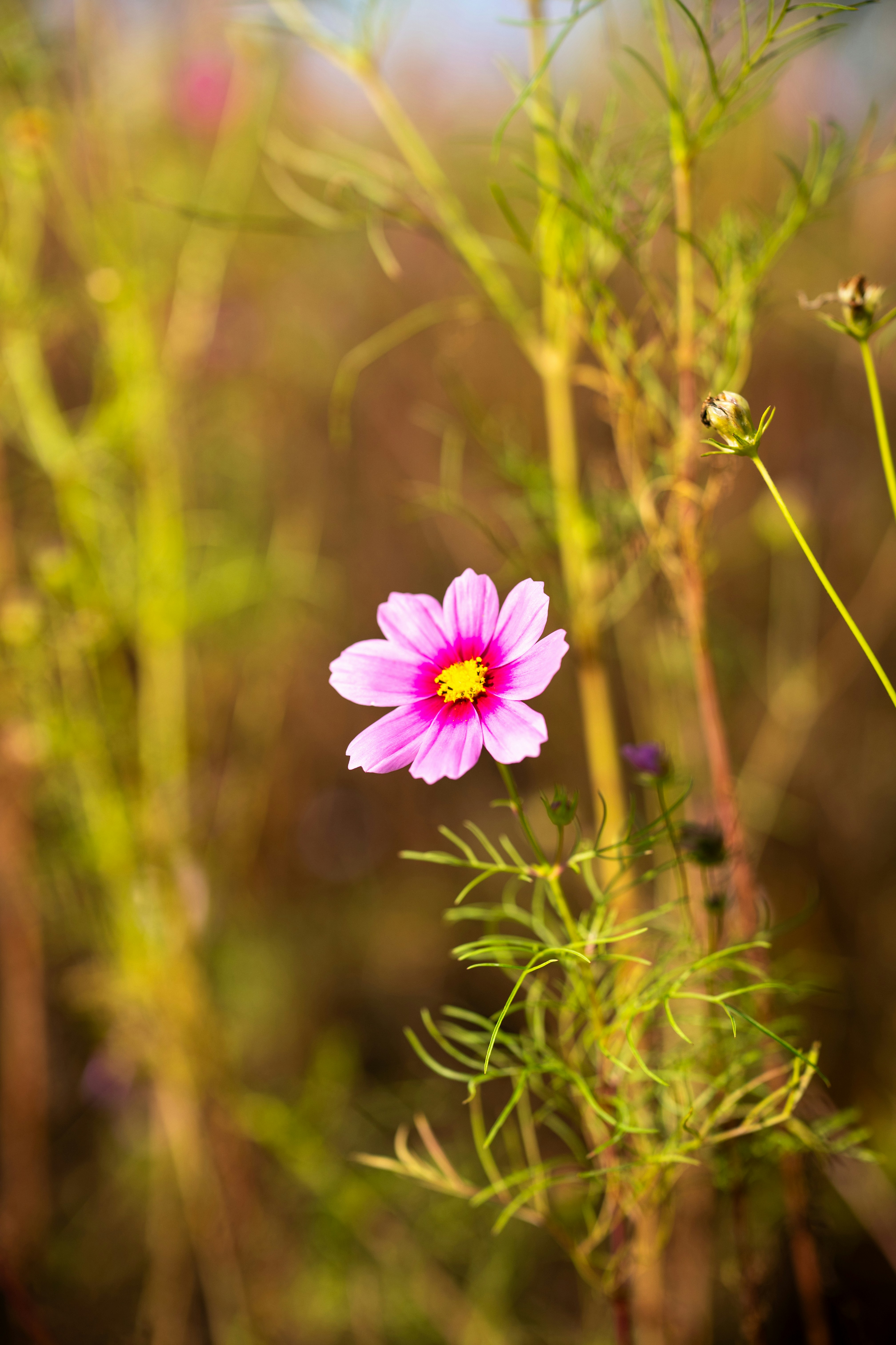A vibrant pink flower stands out against a blurred backdrop of green foliage, capturing the essence of nature's beauty in a wild setting.