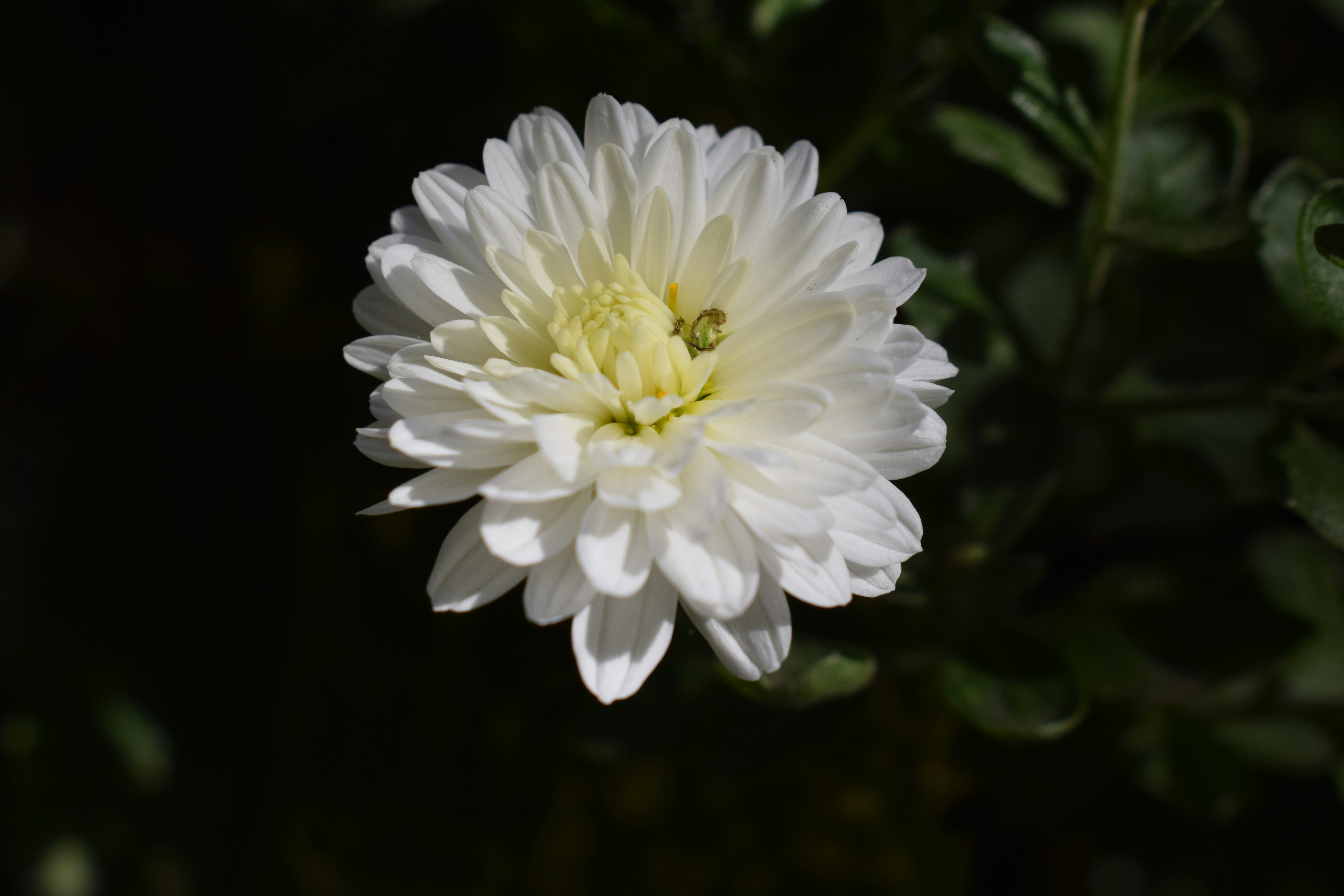 A single white chrysanthemum flower with dark leaves.
