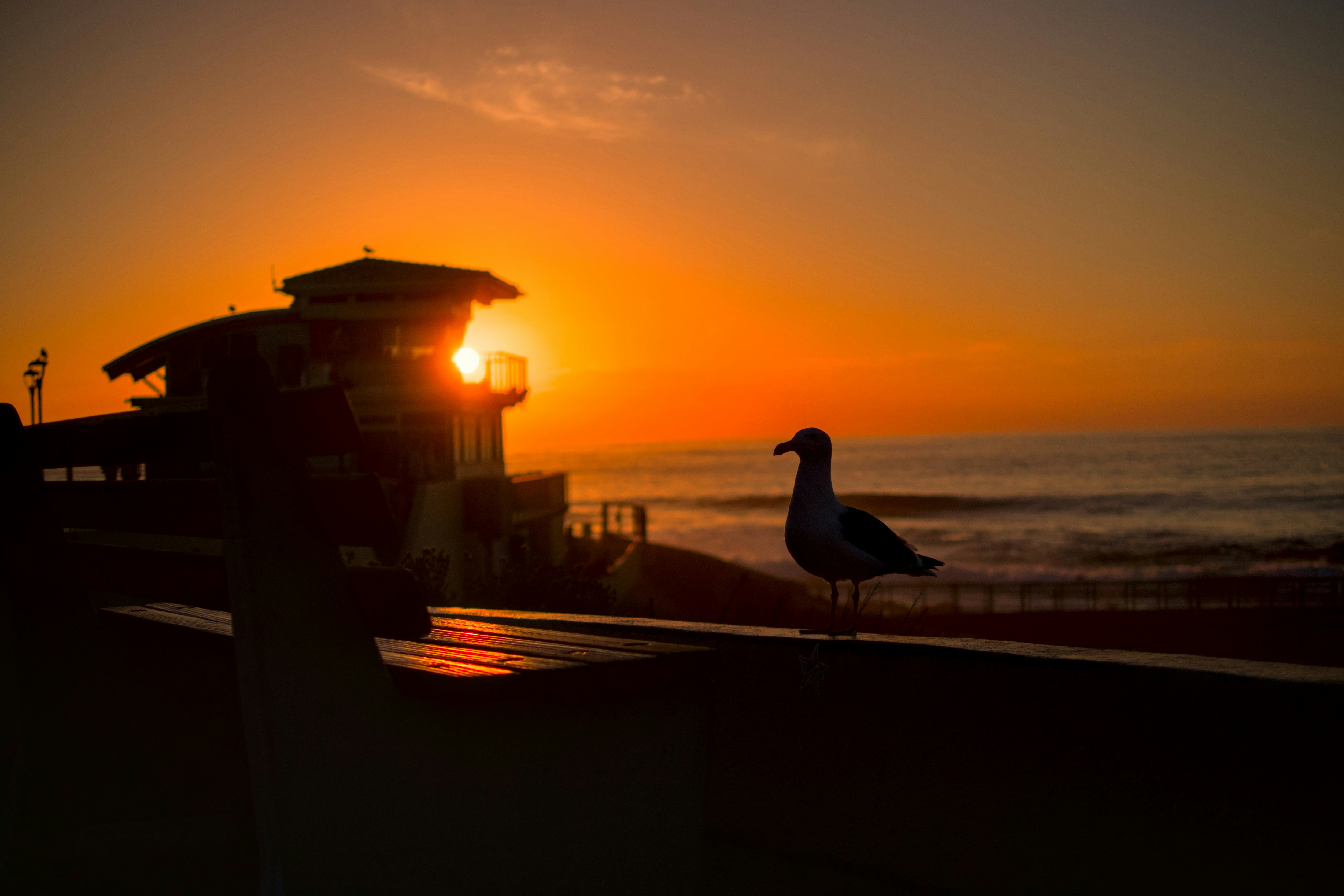 Silhouette of a seagull perched on a railing with a lifeguard tower and vibrant sunset in the background.