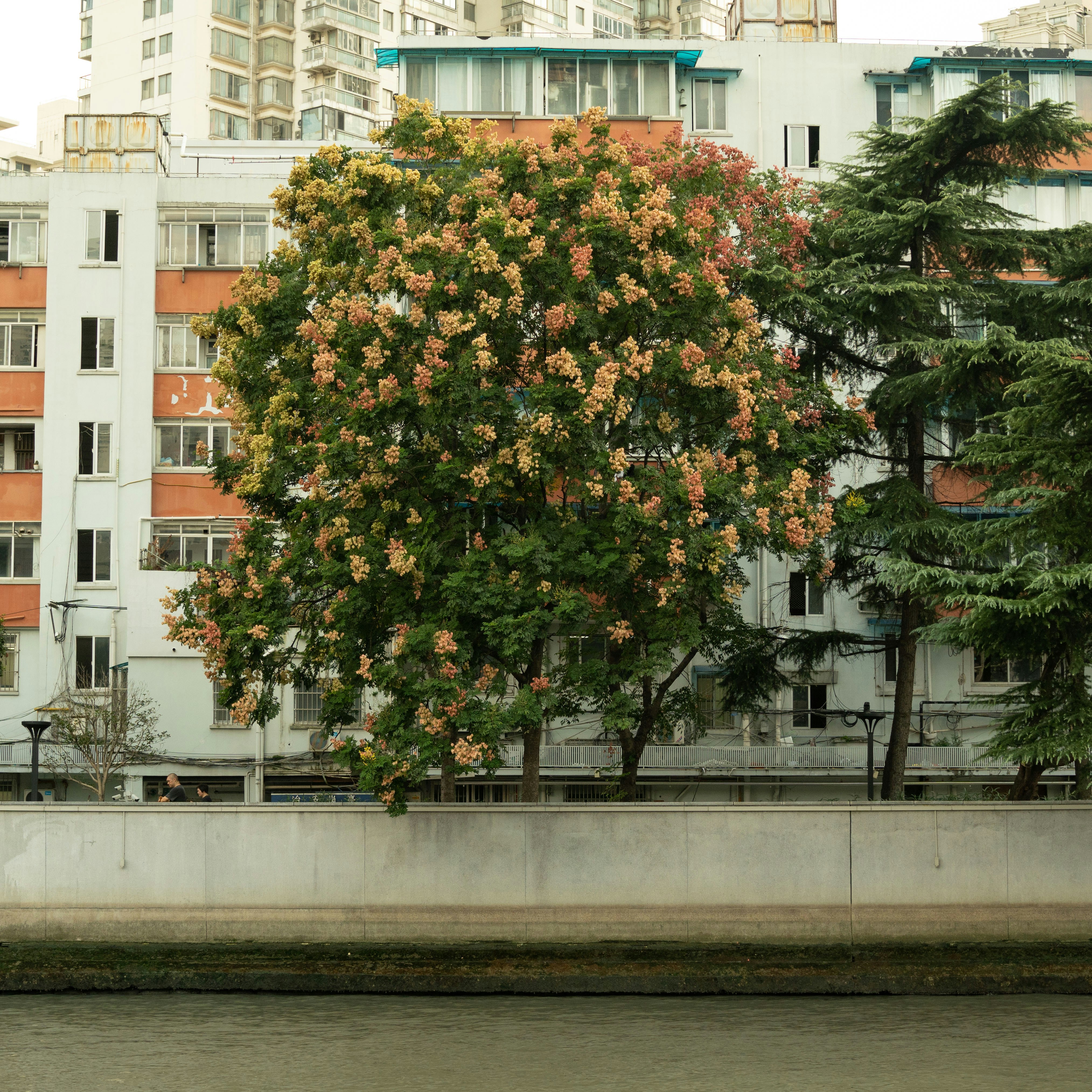 Urban Bloom: Nature's Palette Amidst Concrete
