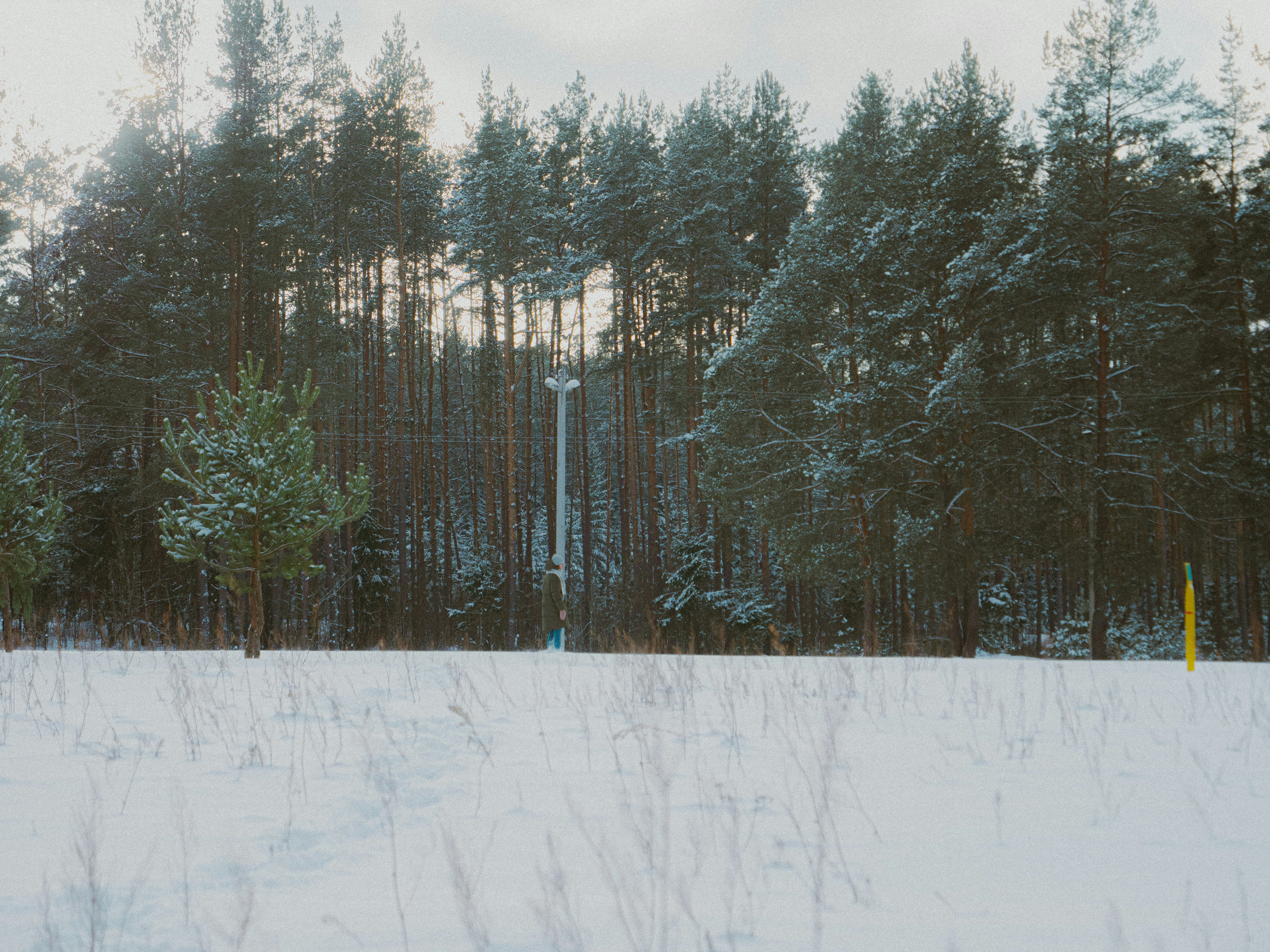 Whispers of Winter: A Serene Forest Retreat