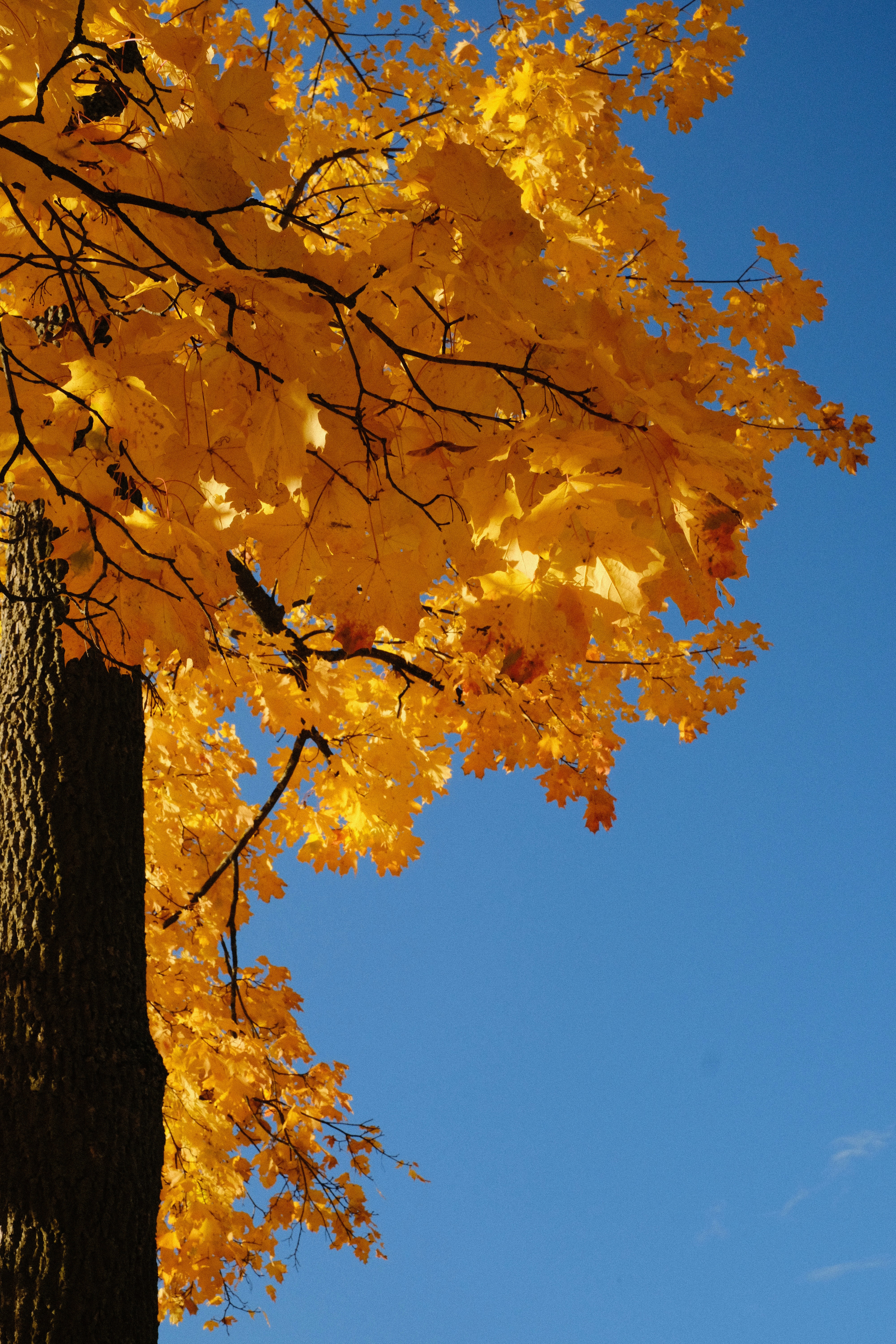 Golden Canopy Against Azure Skies